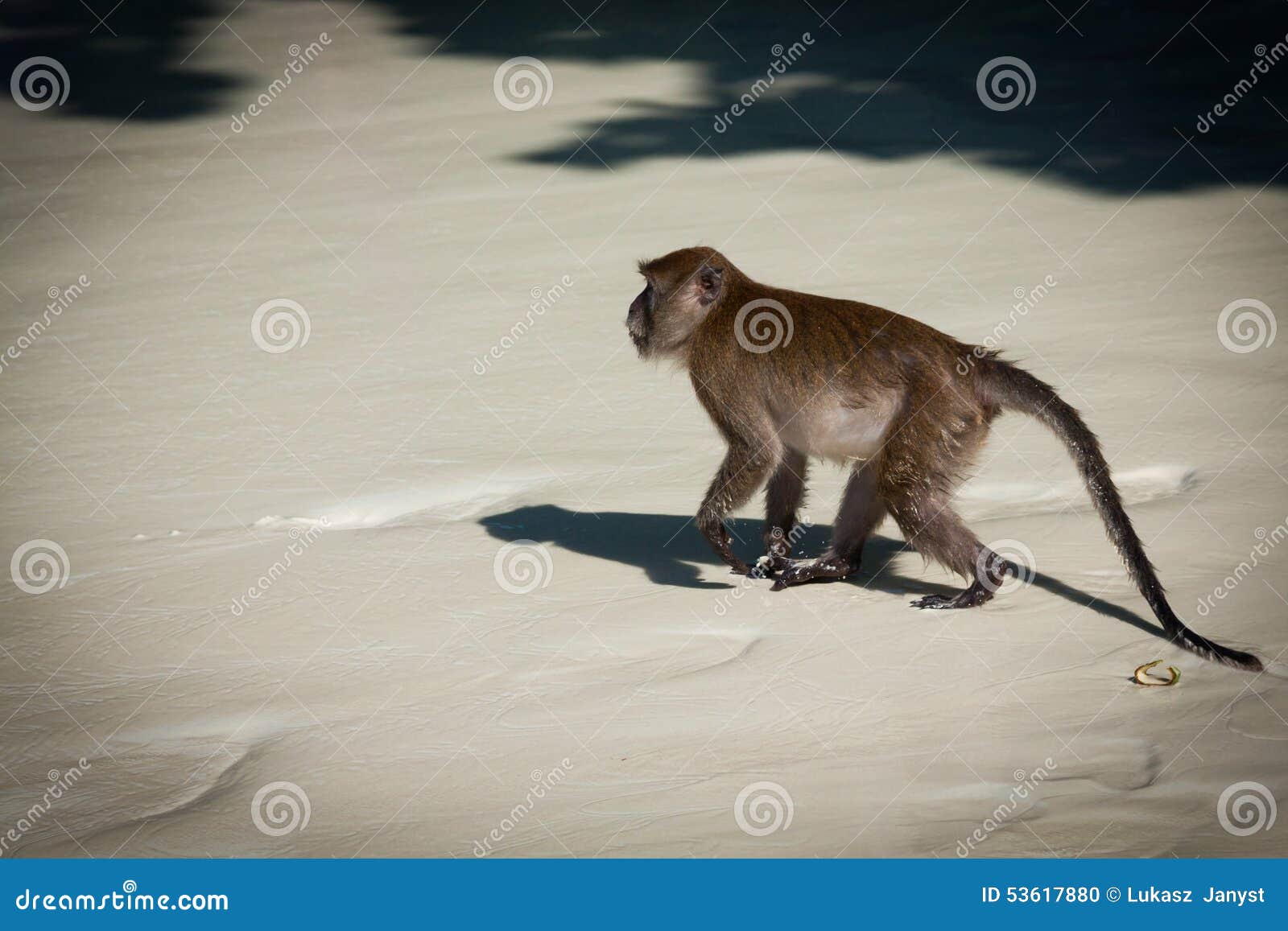 Monkey at the Monkey Beach in Koh Phi Phi Island,Thailand Stock Photo ...