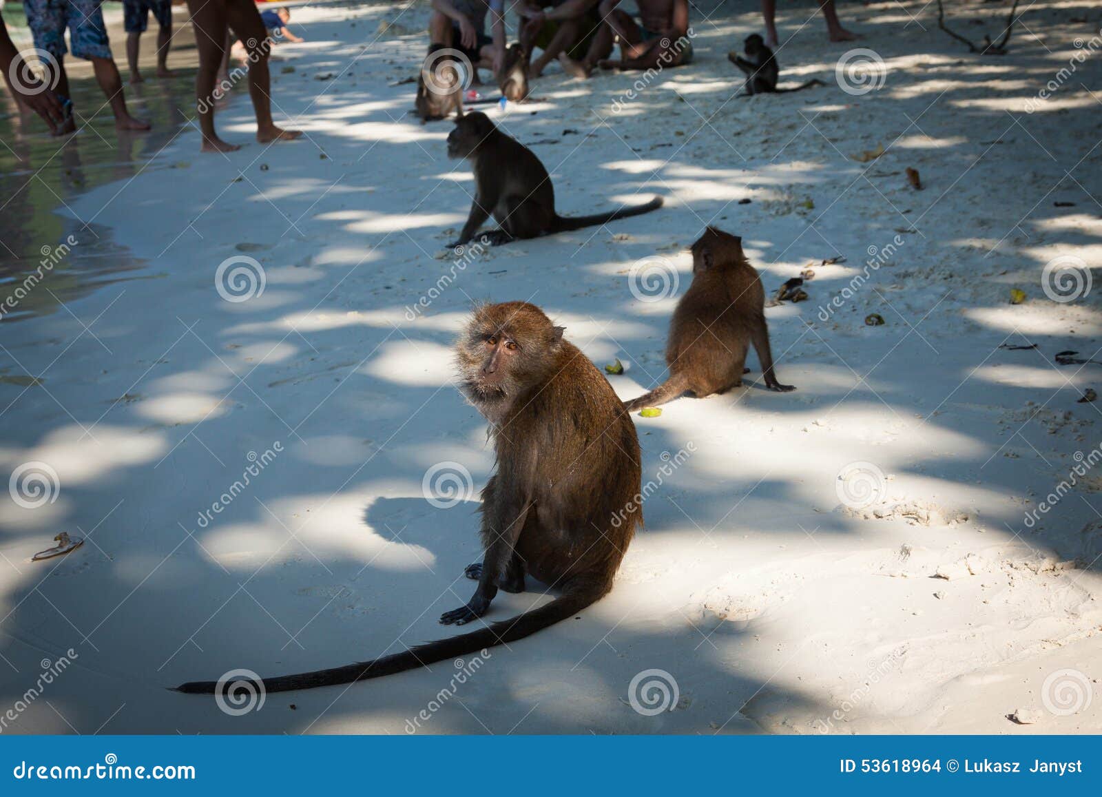 Monkey at the Monkey Beach in Koh Phi Phi Island,Thailand Stock Photo ...