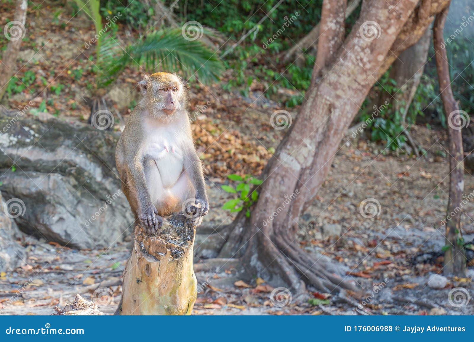 Monkey on the Monkey Beach in Phi Phi Don Island, Krabi, Thailand Stock ...