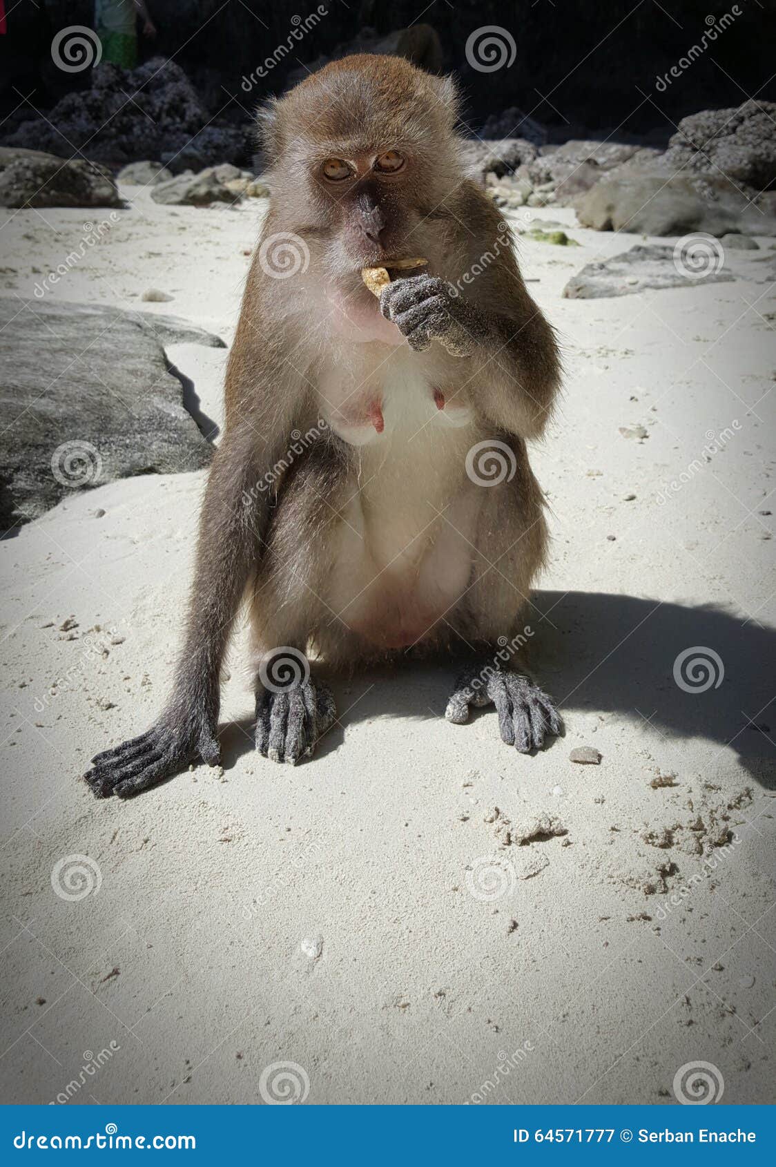 Monkey on Monkey Beach, Phi Phi Leh Island, Thailand Stock Image ...