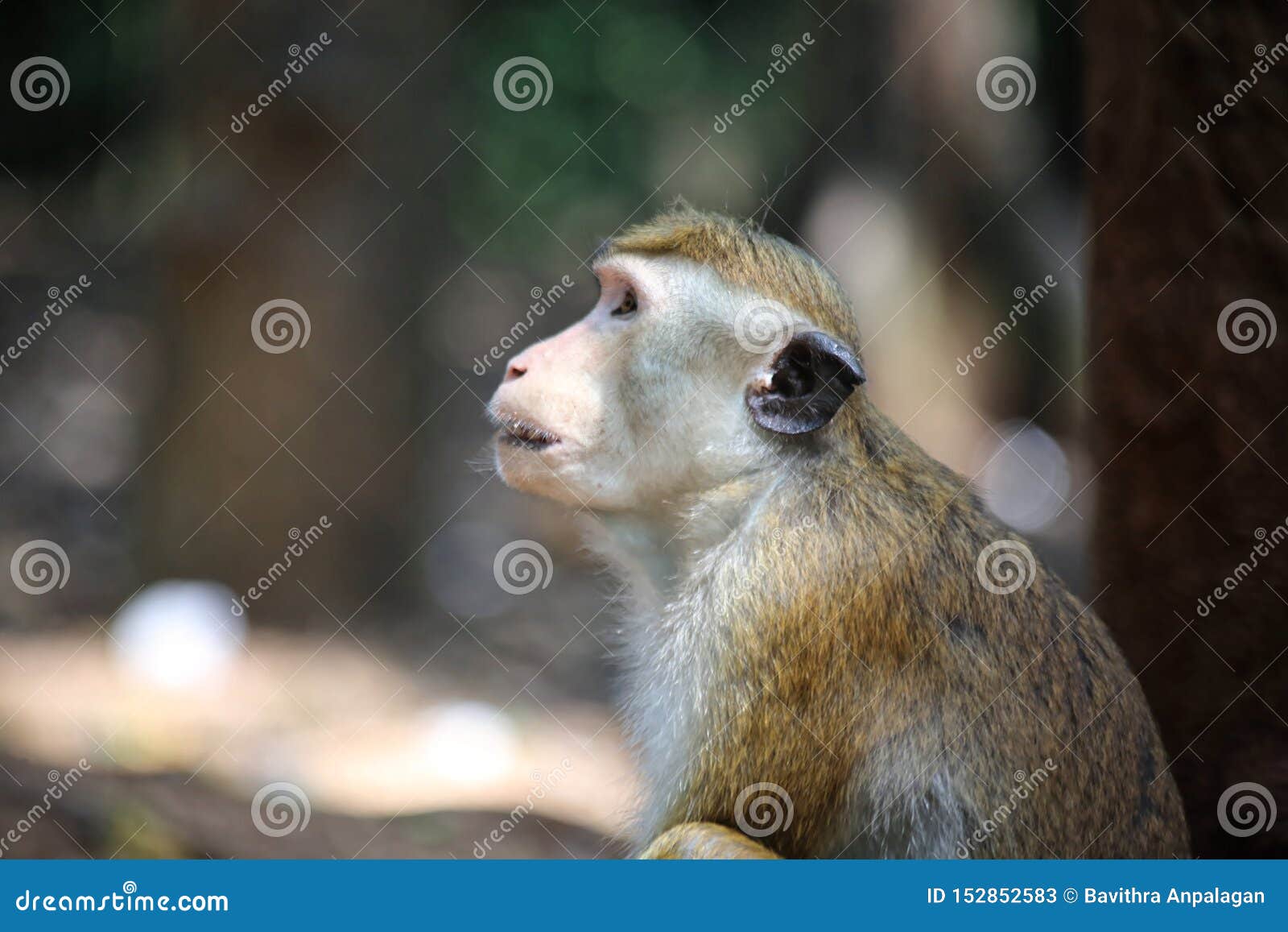 Monkey stock image. Image of colourful, birdwatching - 152852583