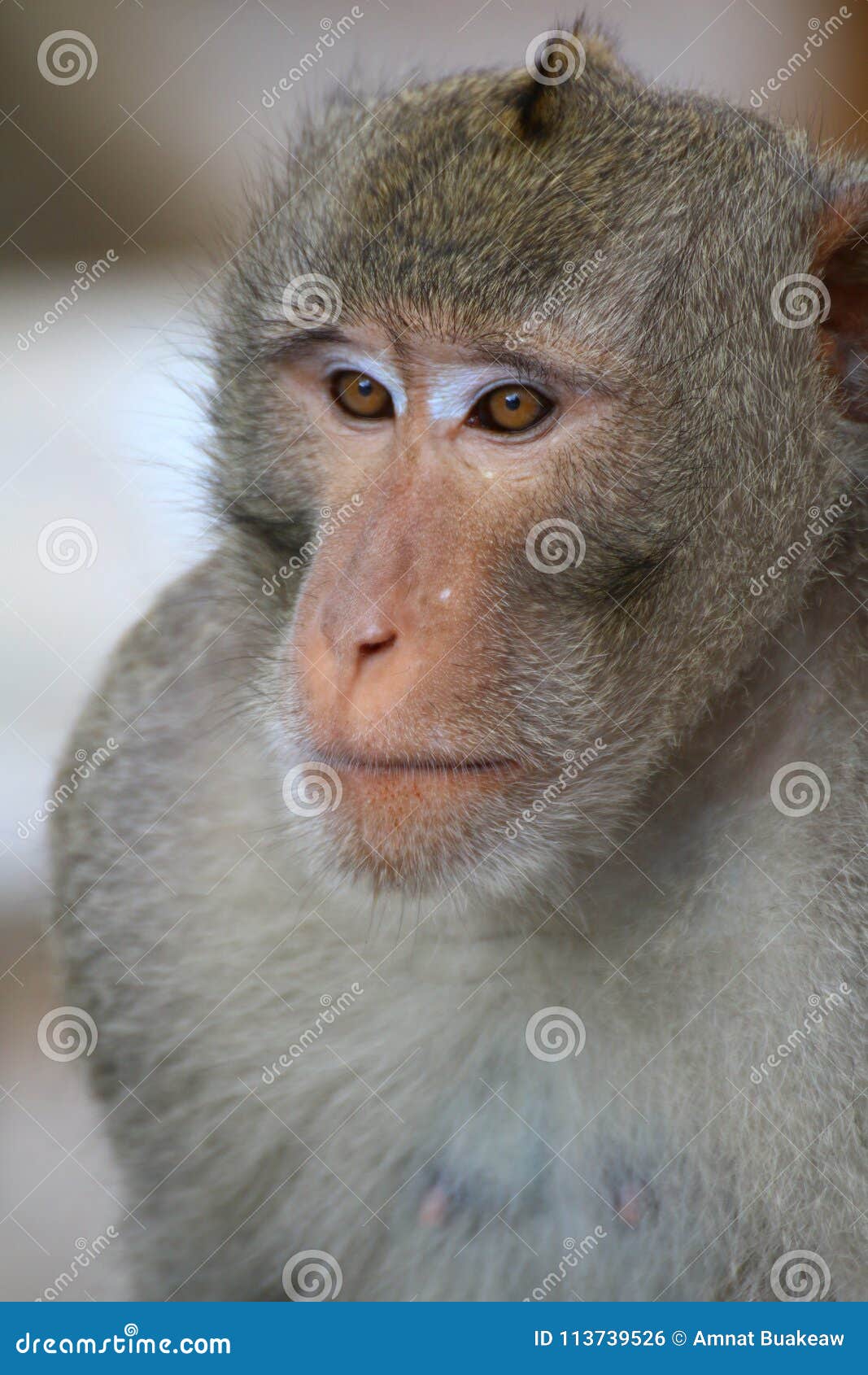 Monkey, Monkey Face Portrait, Jungle Monkey Close Up, Monkey Ape Stock ...