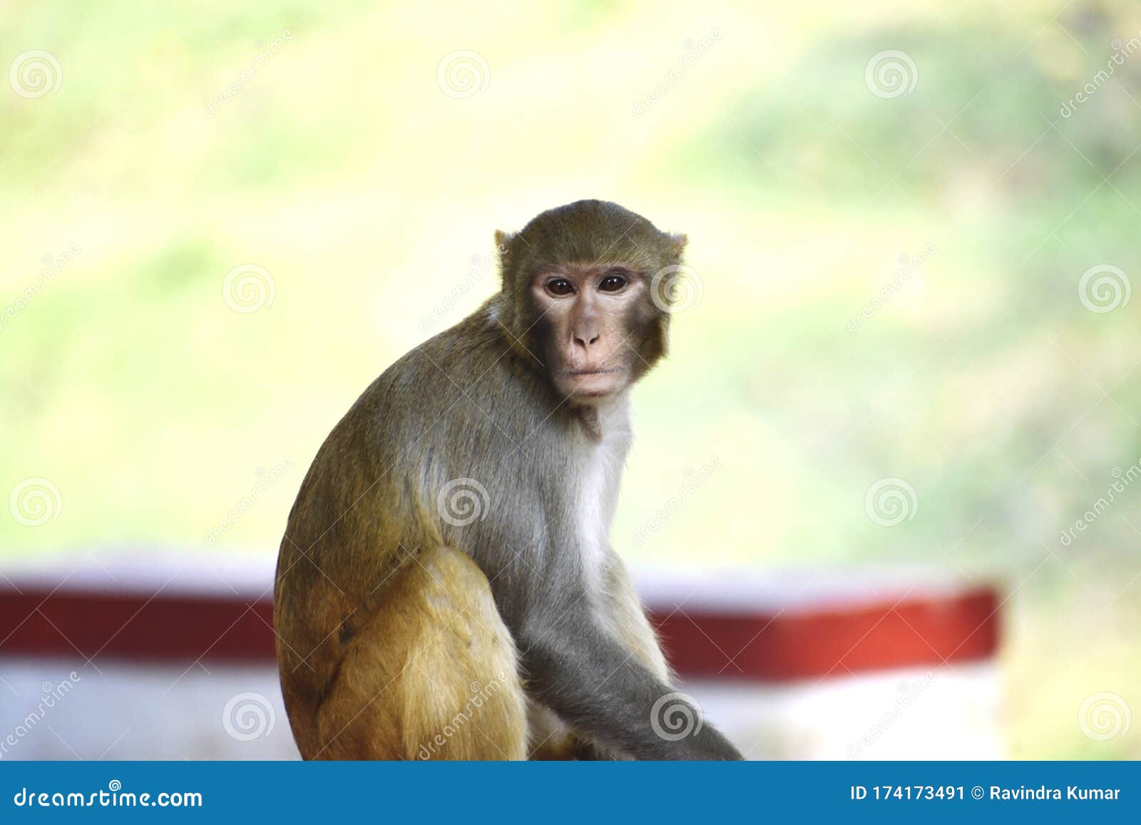 A Monkey stock image. Image of outdoors, fanny, asia - 174173491
