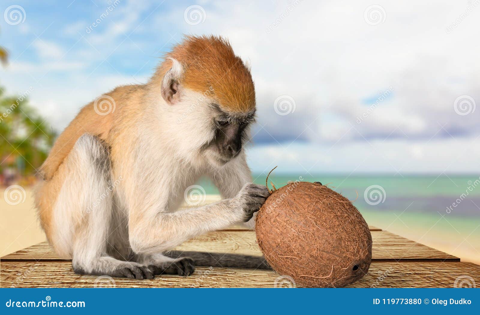 Monkey stock photo. Image of macaque, coconut, meal - 119773880