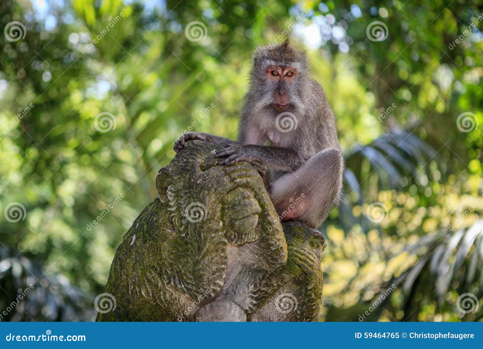 Real Monkey Next To A Statue Of Fake Monkeys At Ubud Monkey Forest ...