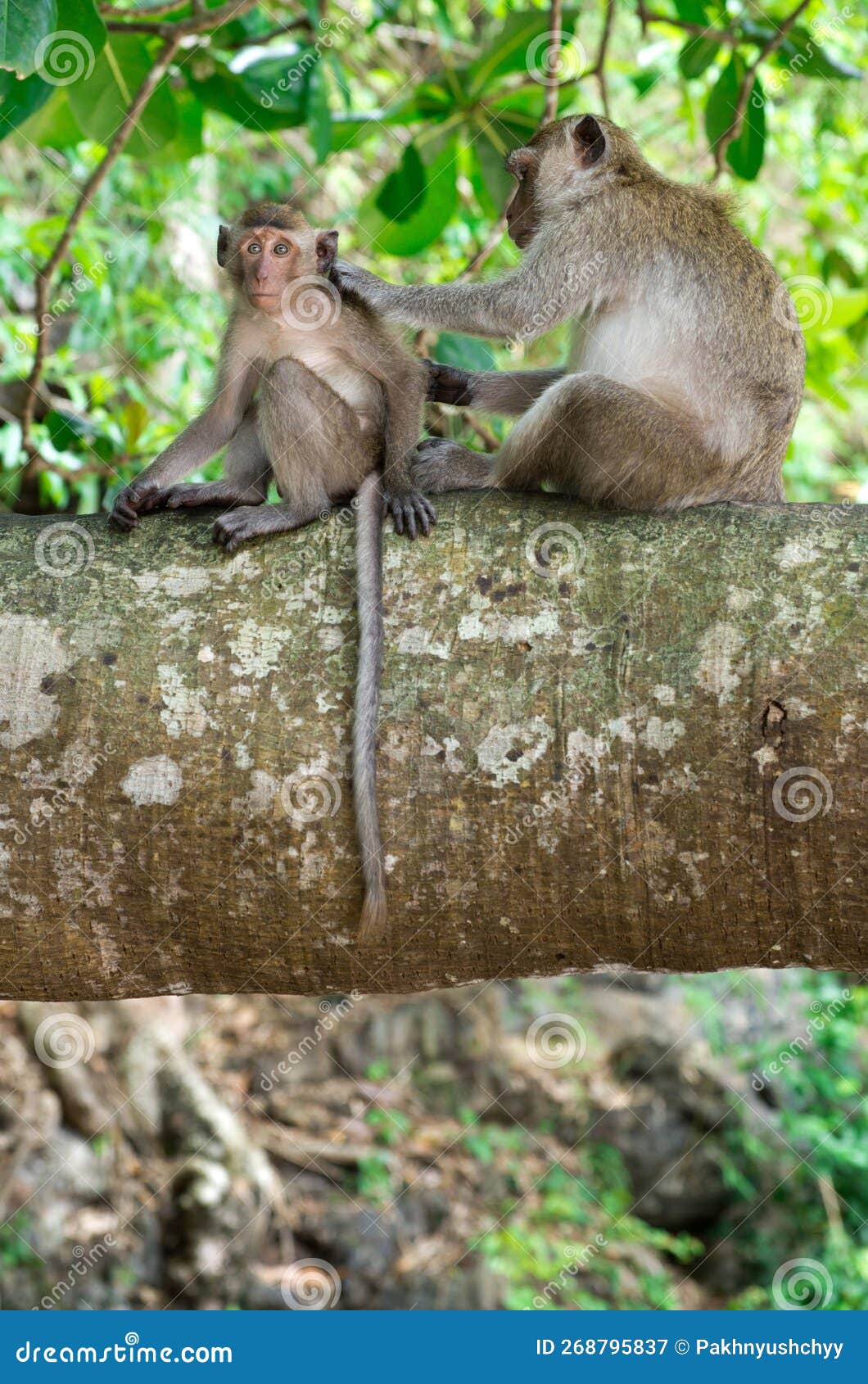 Monkey stock image. Image of primitive, monkey, swinging - 268795837