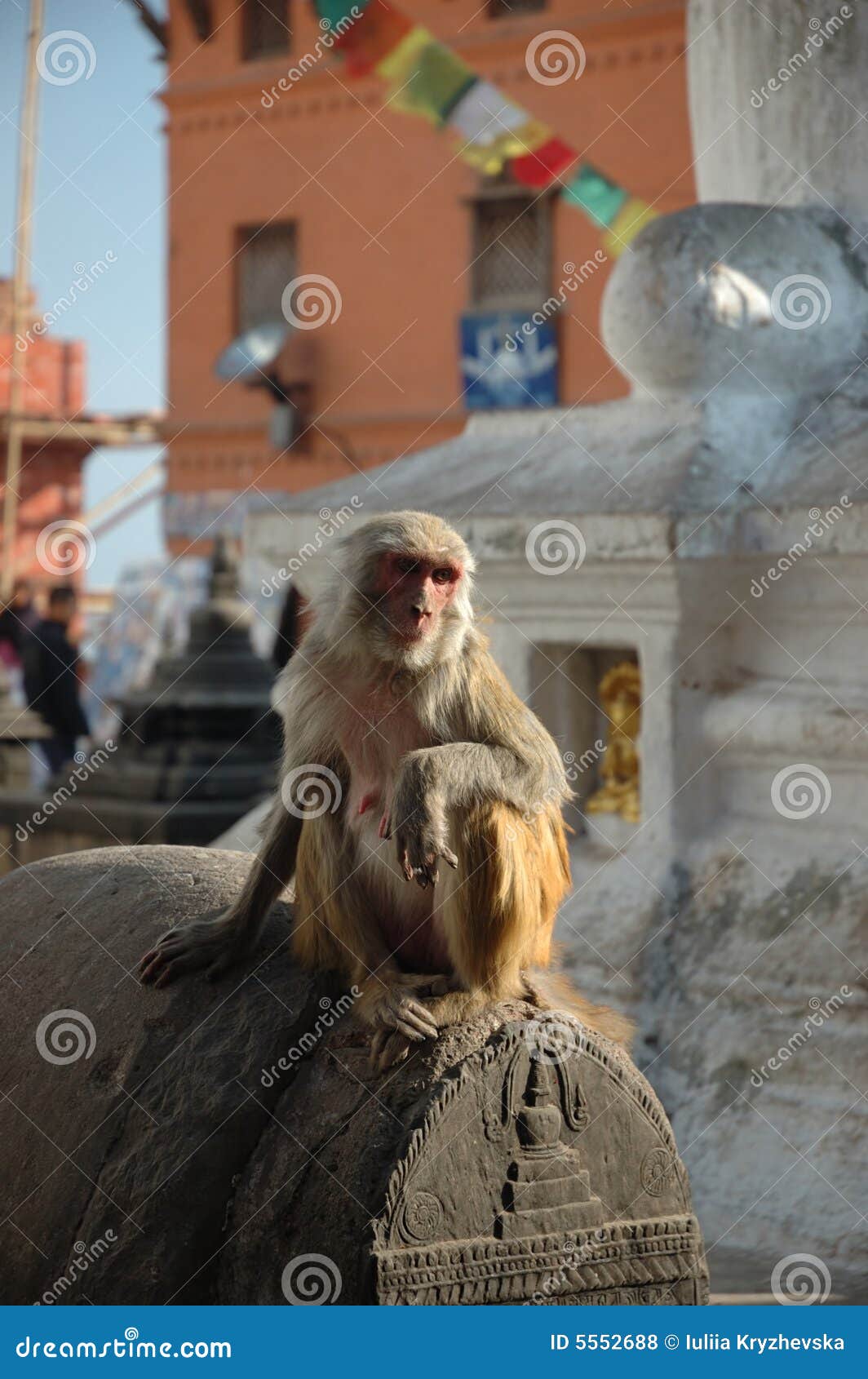Monkey at the Monkey Temple in Kathmandu Stock Photo - Image of india ...