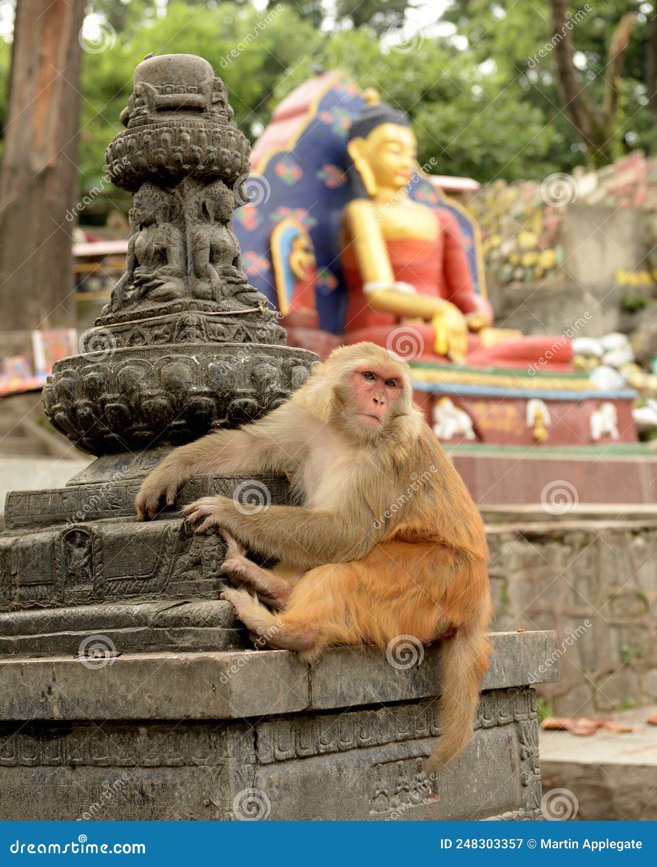 Monkey at Monkey Temple stock image. Image of surroundings - 248303357