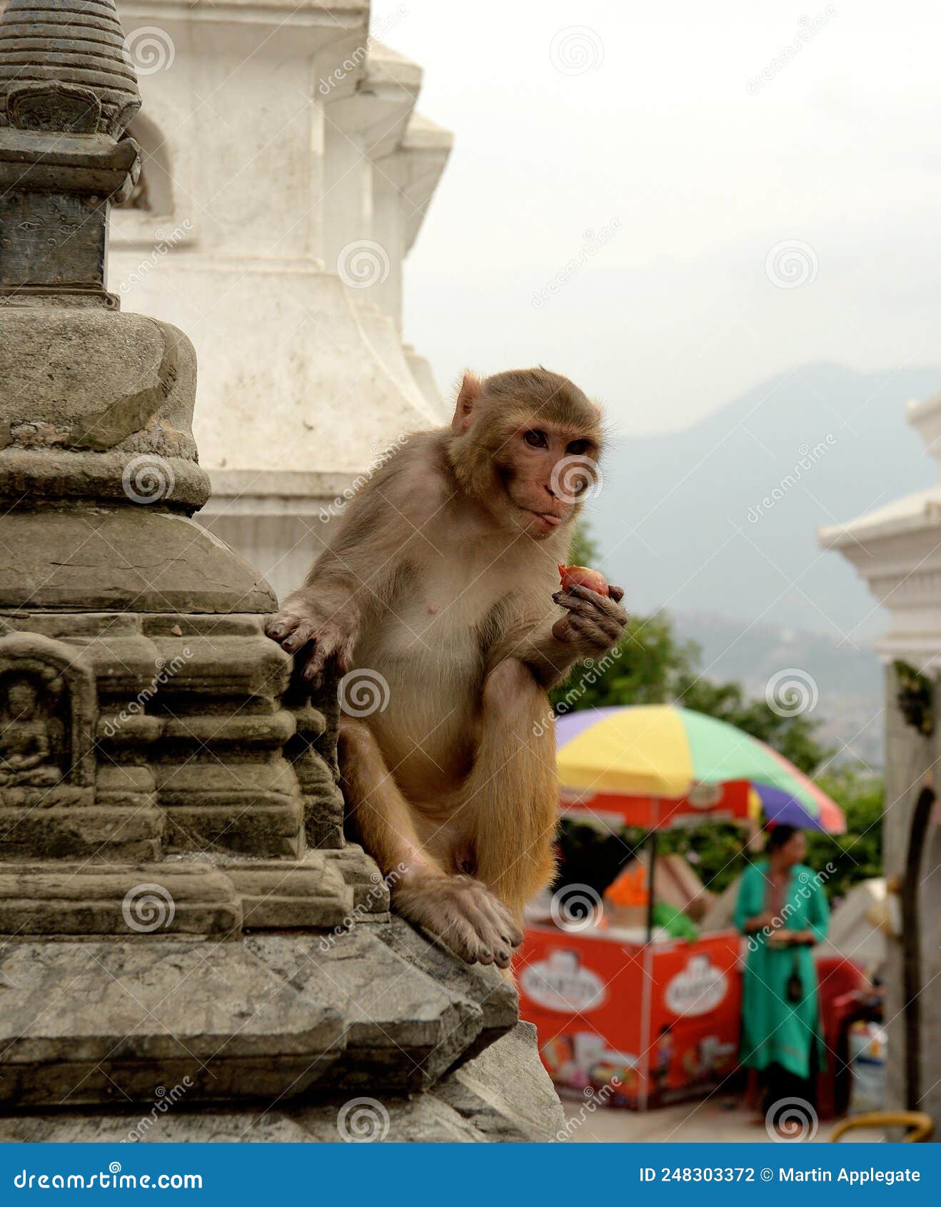 Monkey at Monkey Temple Statue Stock Photo - Image of mammal, nepal ...