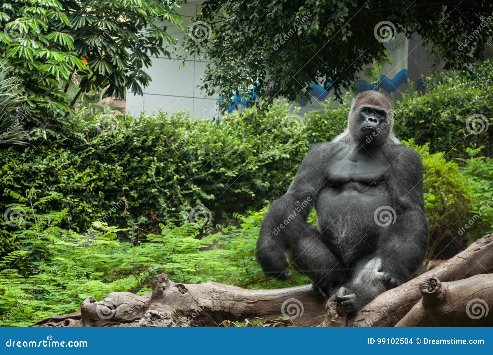 Monkey stock photo. Image of monkey, spain, wildlife - 99102504