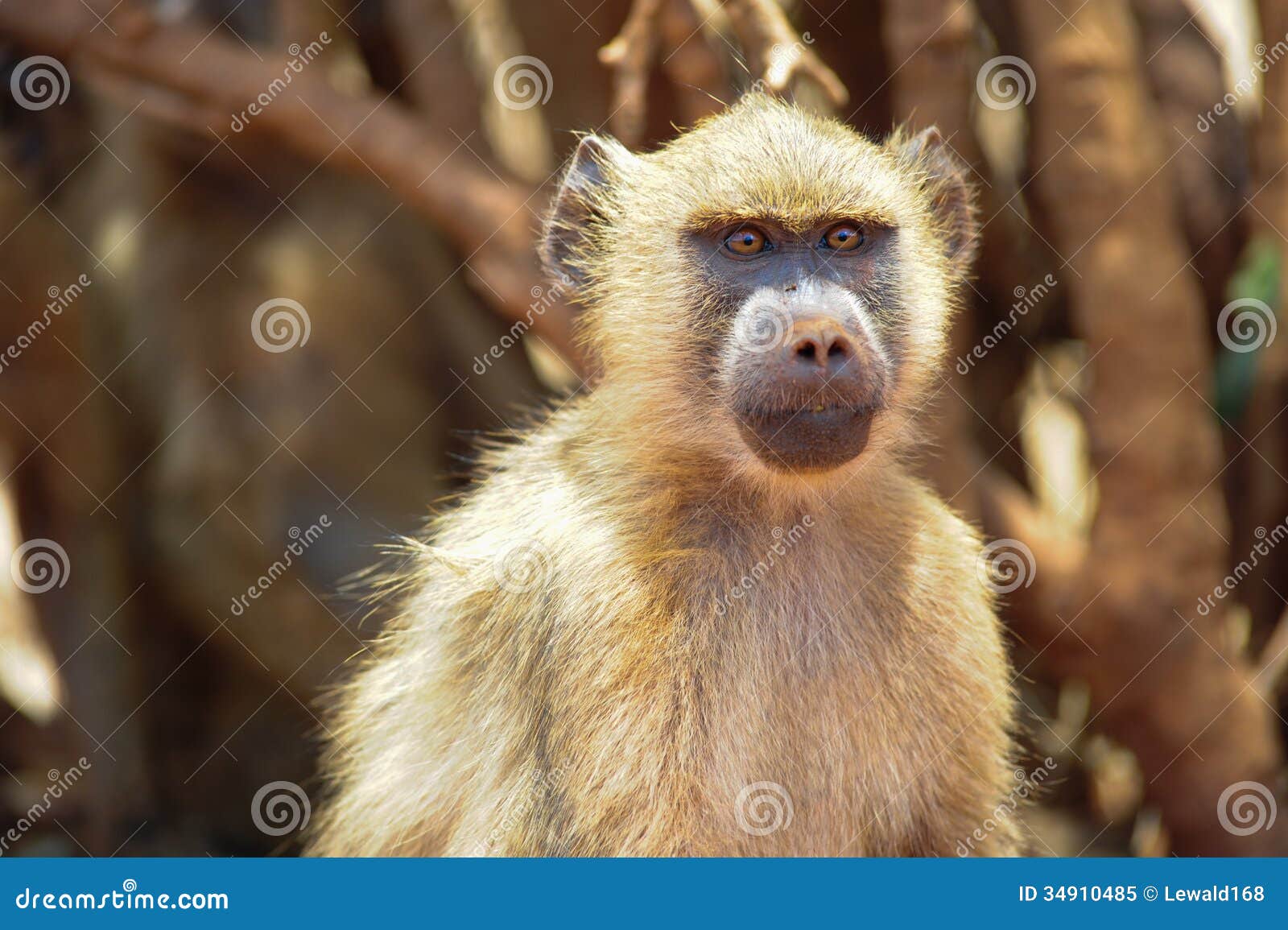 Monkey stock image. Image of baboon, wilderness, kenya - 34910485
