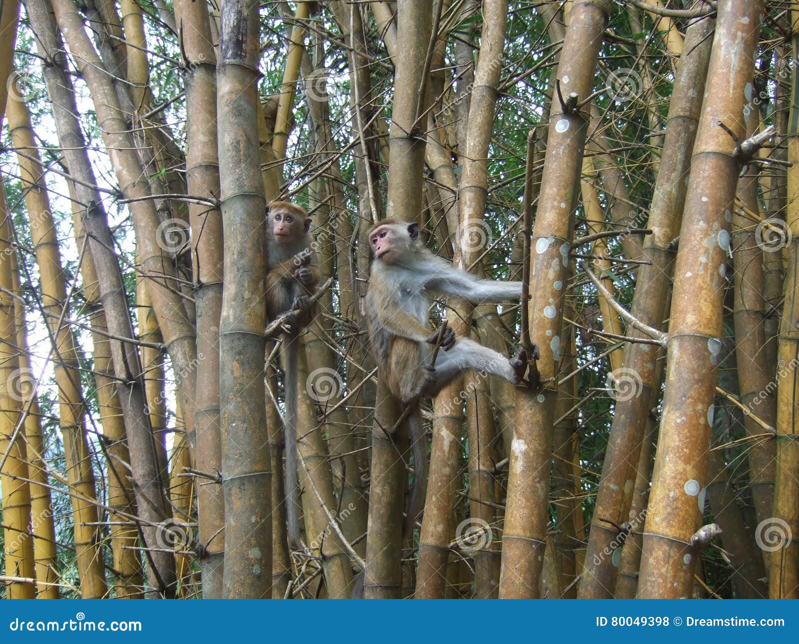 Monkey stock photo. Image of tropics, macaques, mammal - 80049398