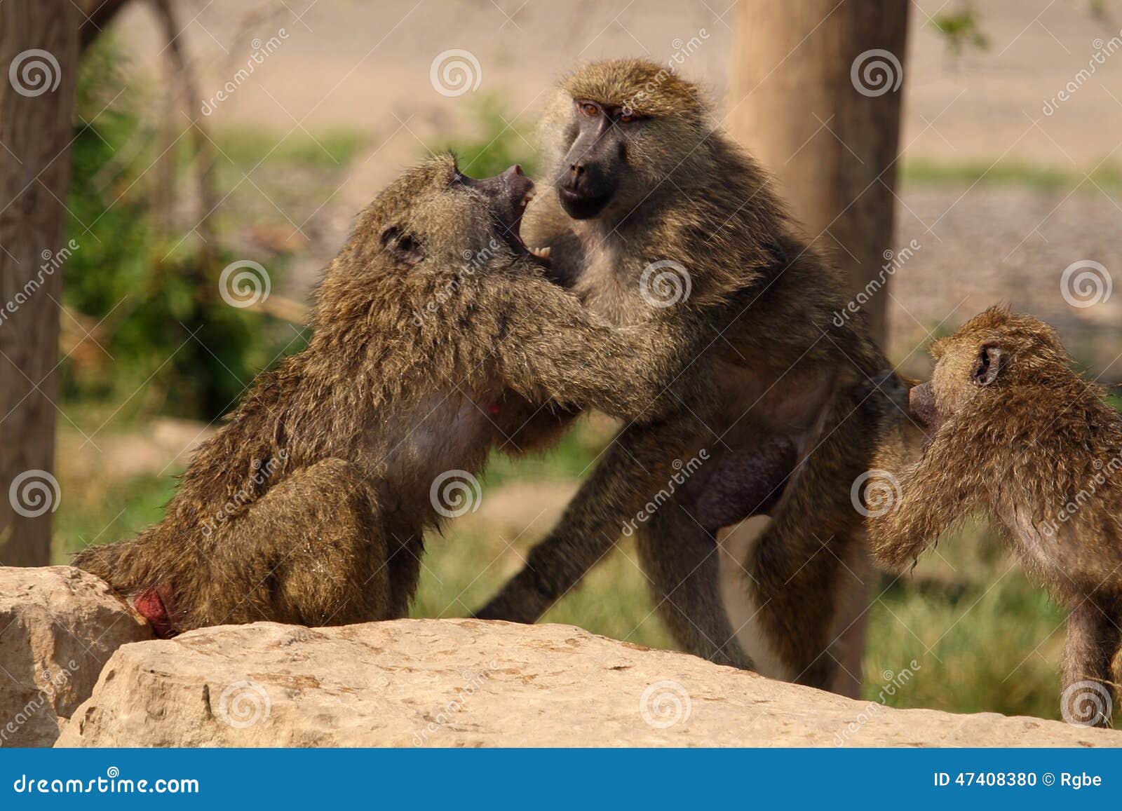 Monkey stock photo. Image of bite, nature, mouth, fight - 47408380