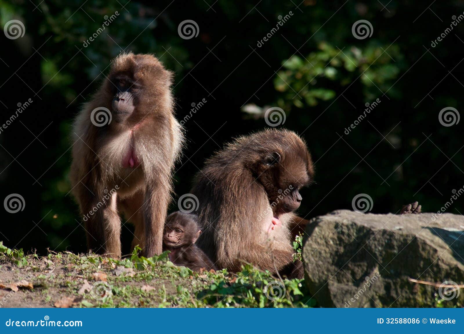 Monkey stock photo. Image of portrait, nature, zoom, affen - 32588086
