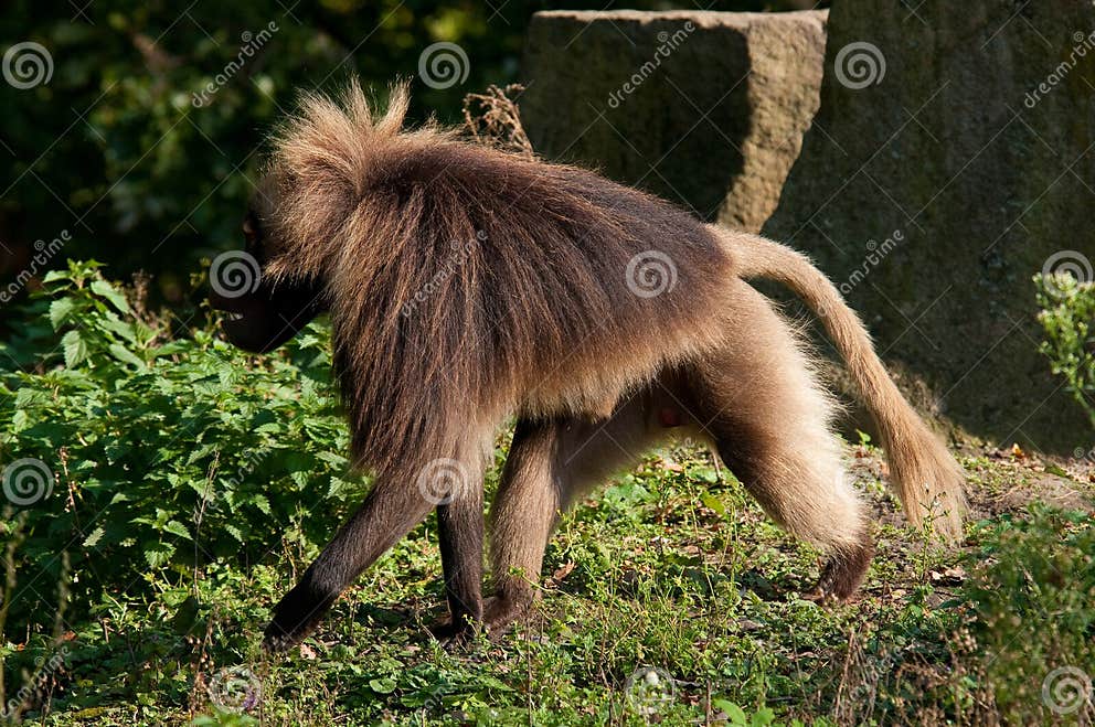 Monkey stock image. Image of animals, fauna, mammal, baboon - 32588637