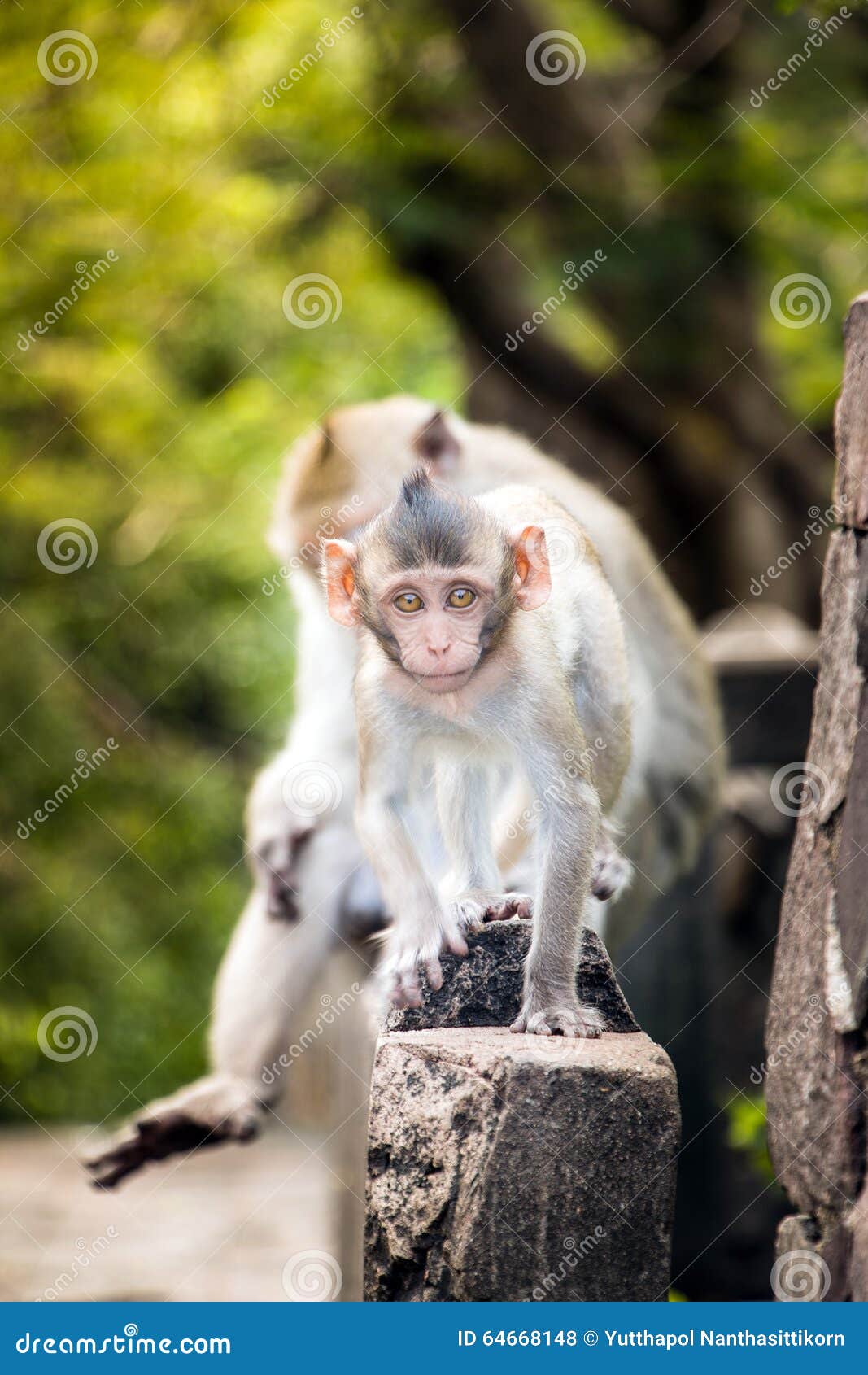 Monkey stock photo. Image of cute, happy, lovely, monkeys - 64668148
