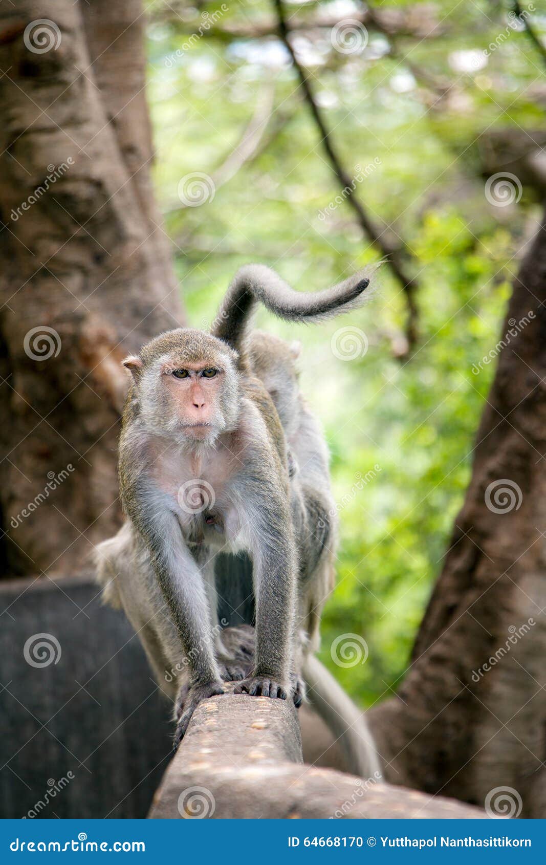 Monkey stock photo. Image of funny, monkey, portrait - 64668170