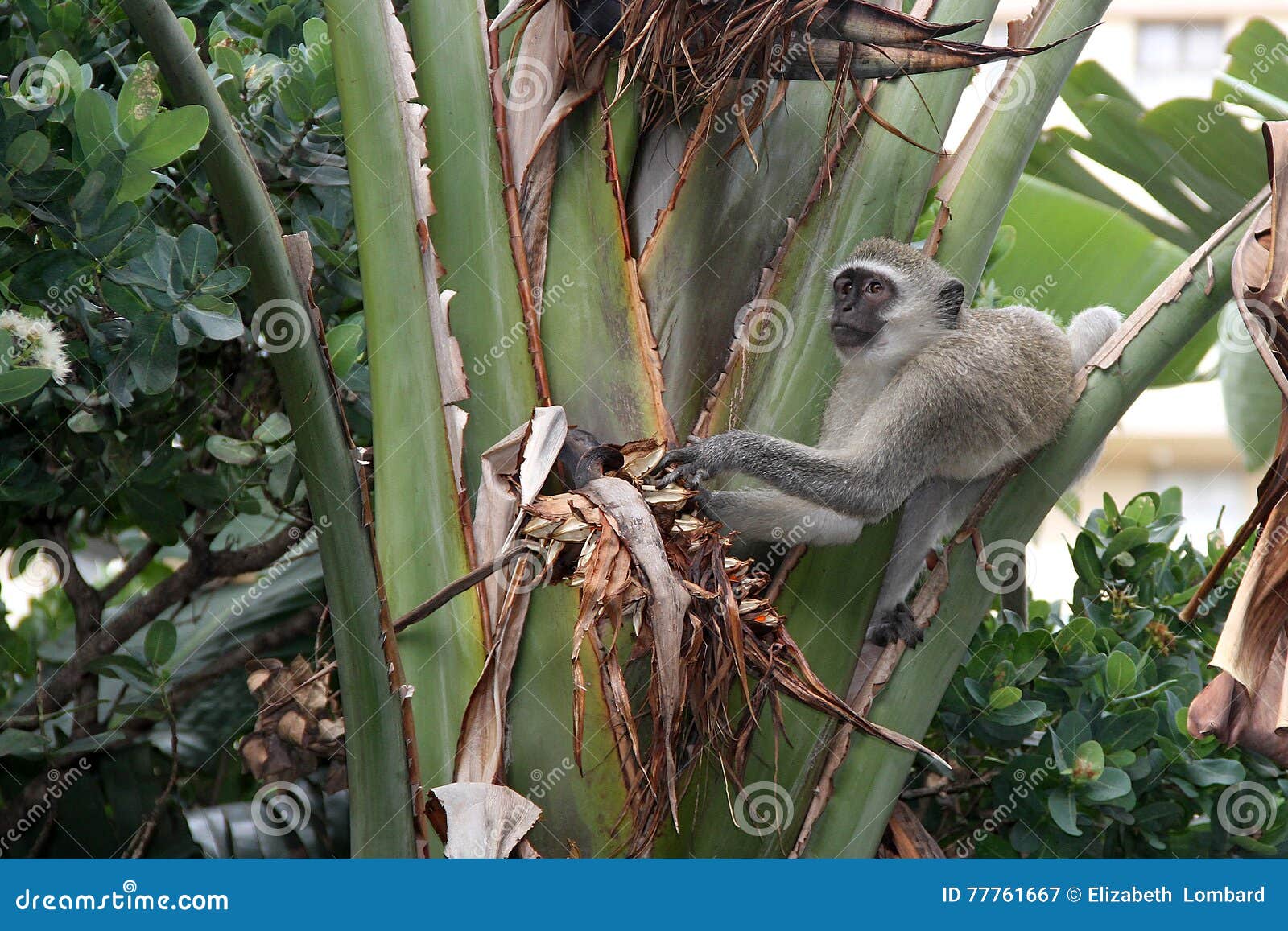 Monkey stock image. Image of jungle, primate, monkey - 77761667