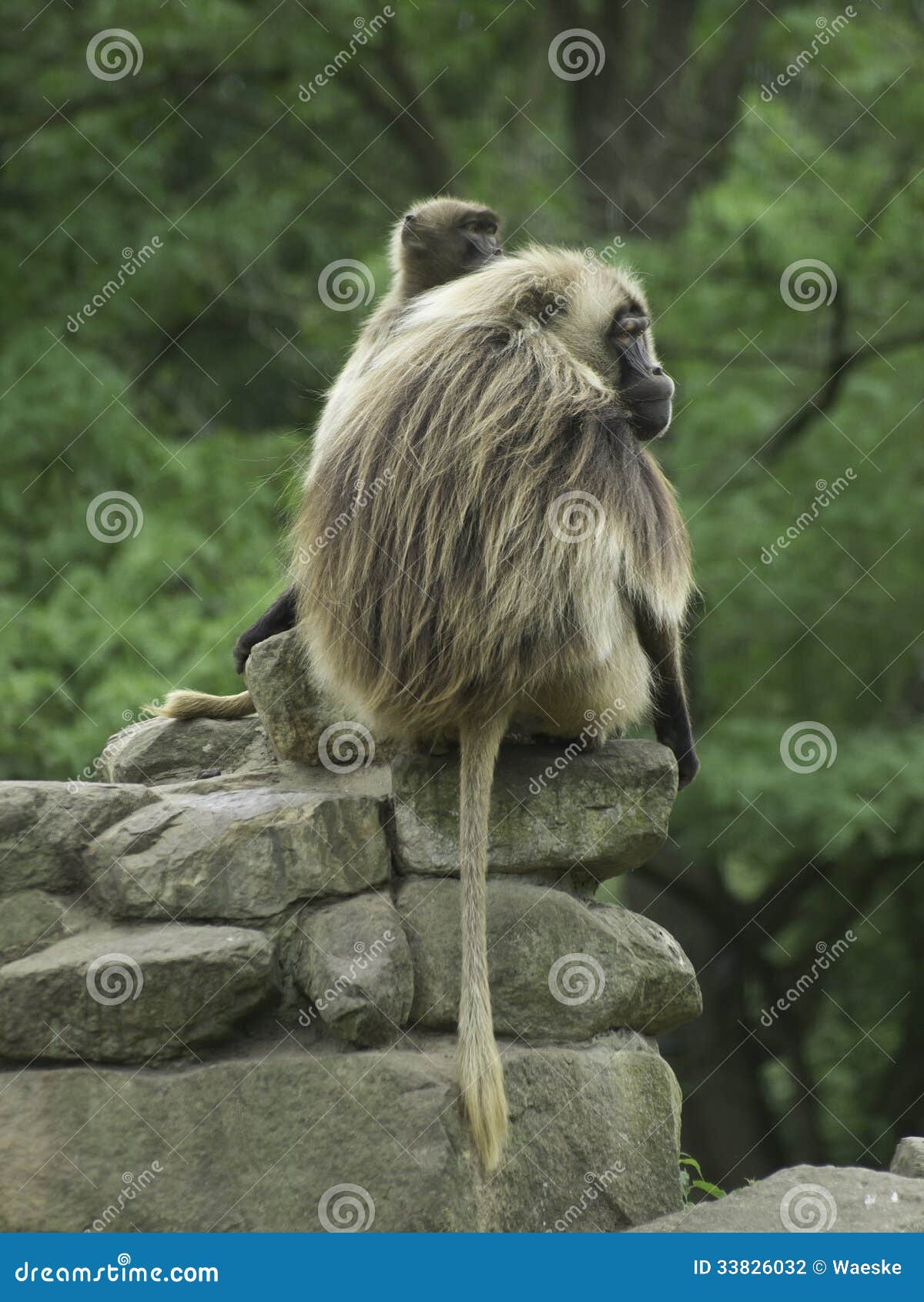 Monkey stock photo. Image of rock, animals, monkey, rocks - 33826032