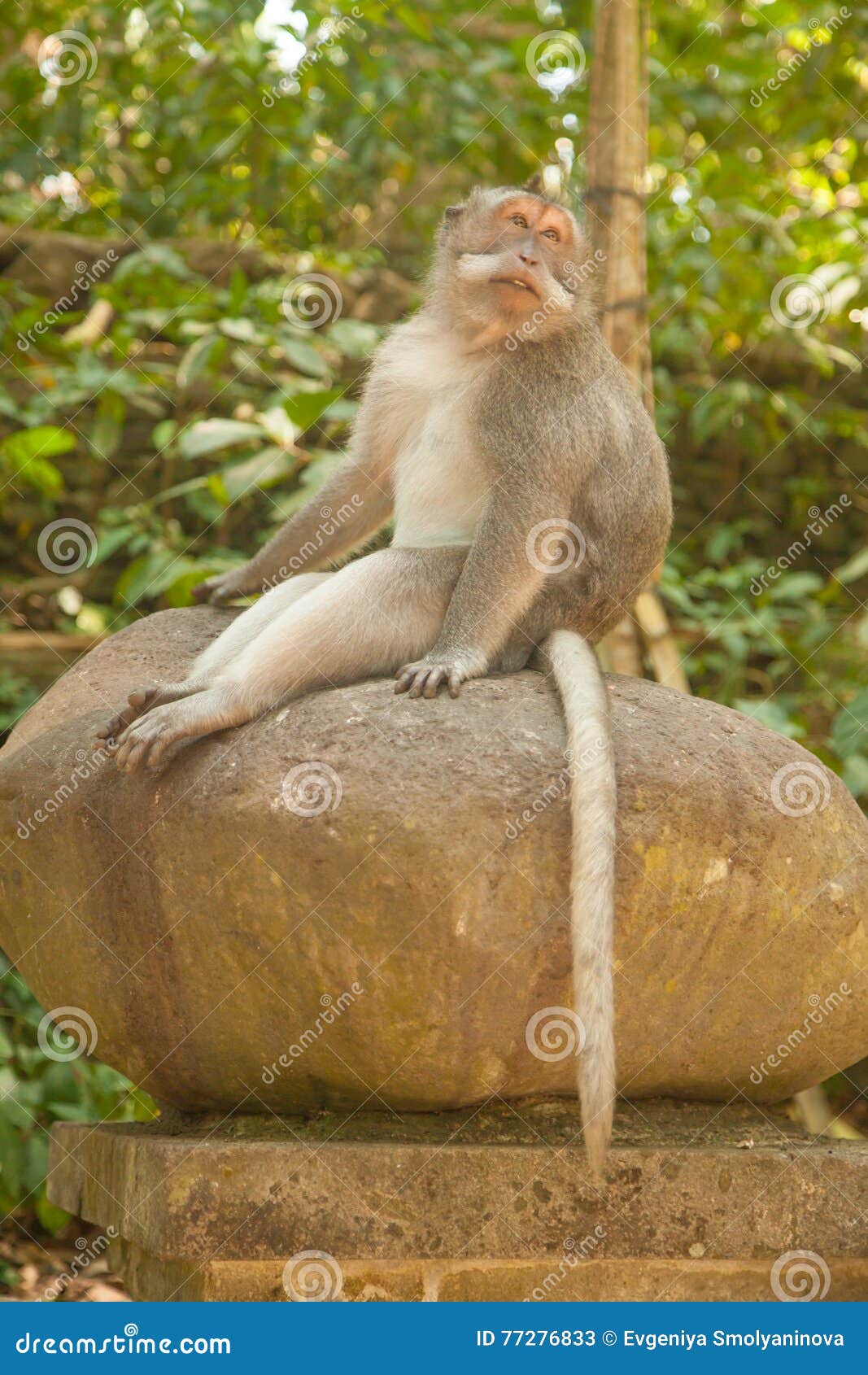 Monkeys Reproductive Stock Photos - Free & Royalty-Free Stock Photos ...