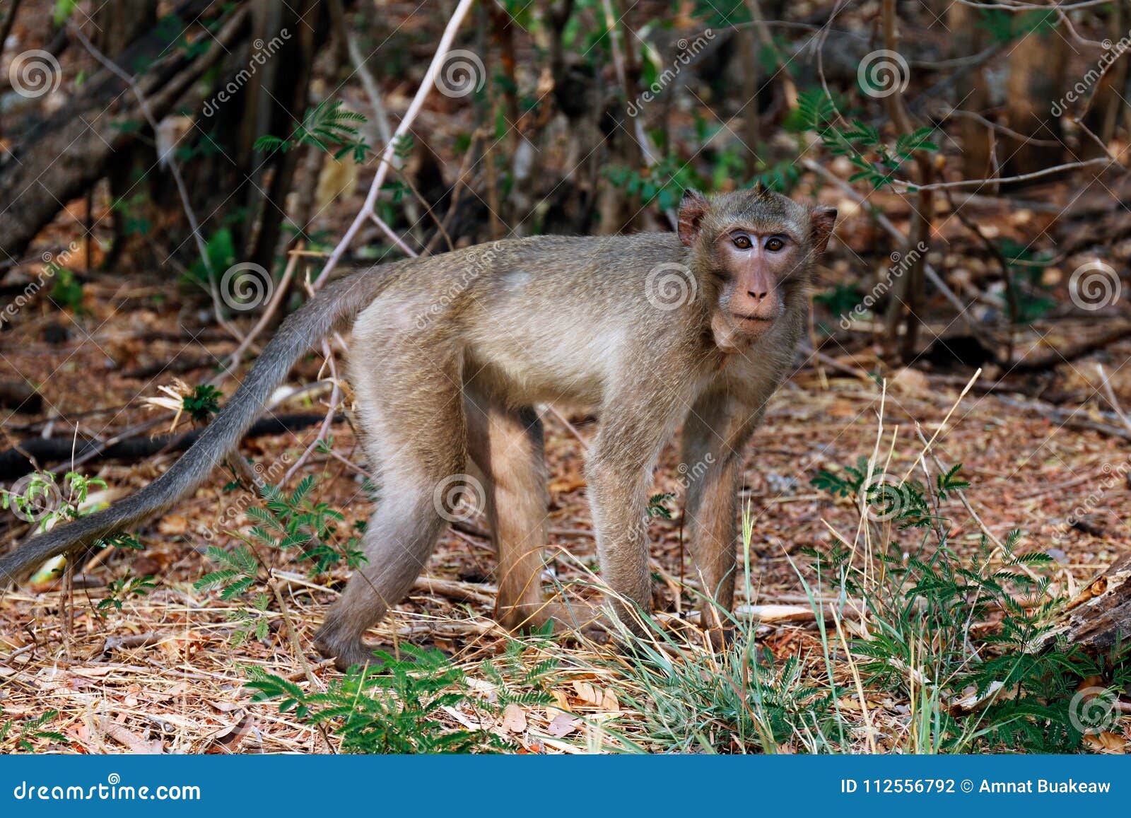 Monkeys walk in the wild stock photo. Image of baby - 112556792