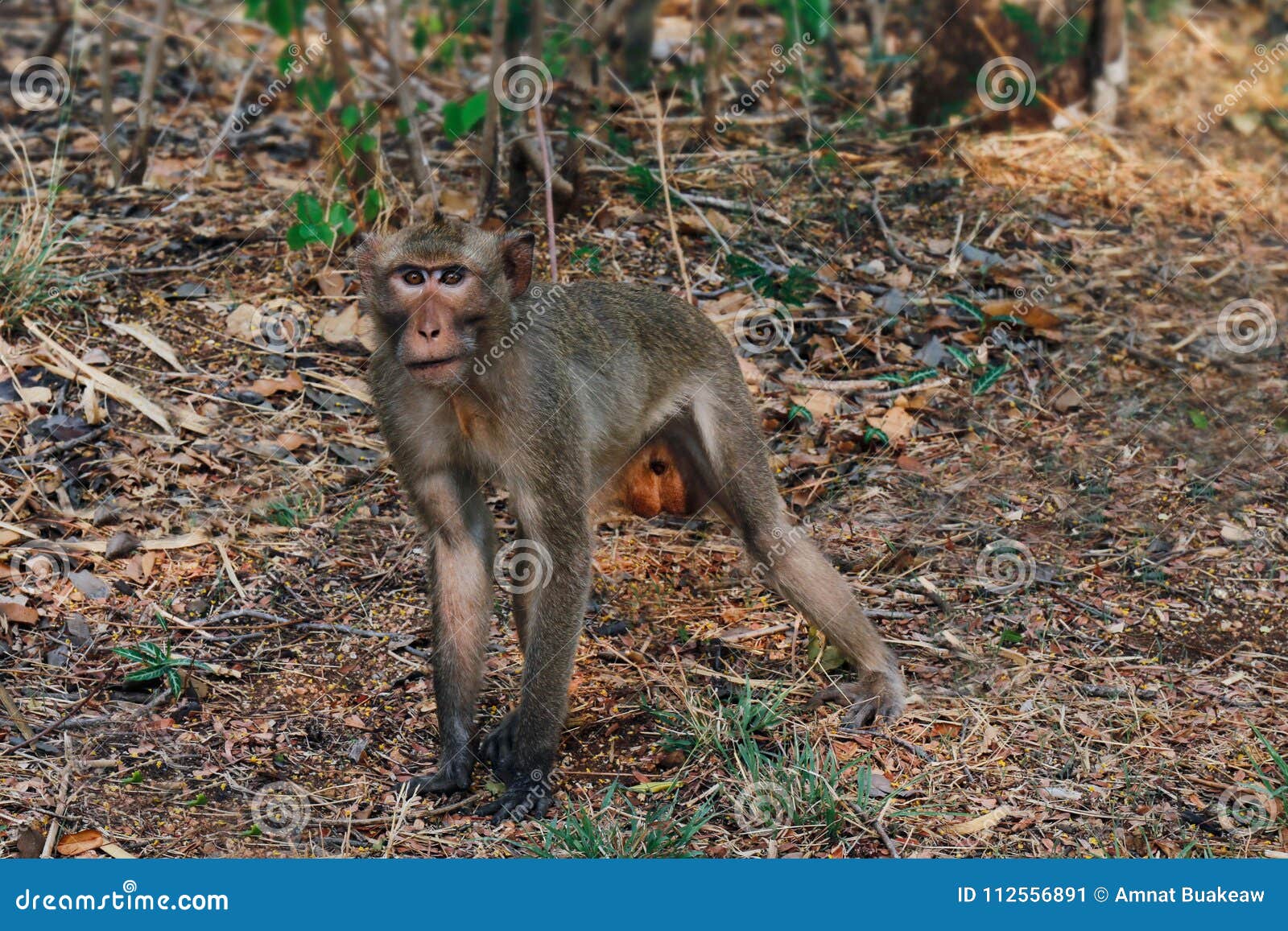 Monkeys walk in the wild stock image. Image of laos - 112556891