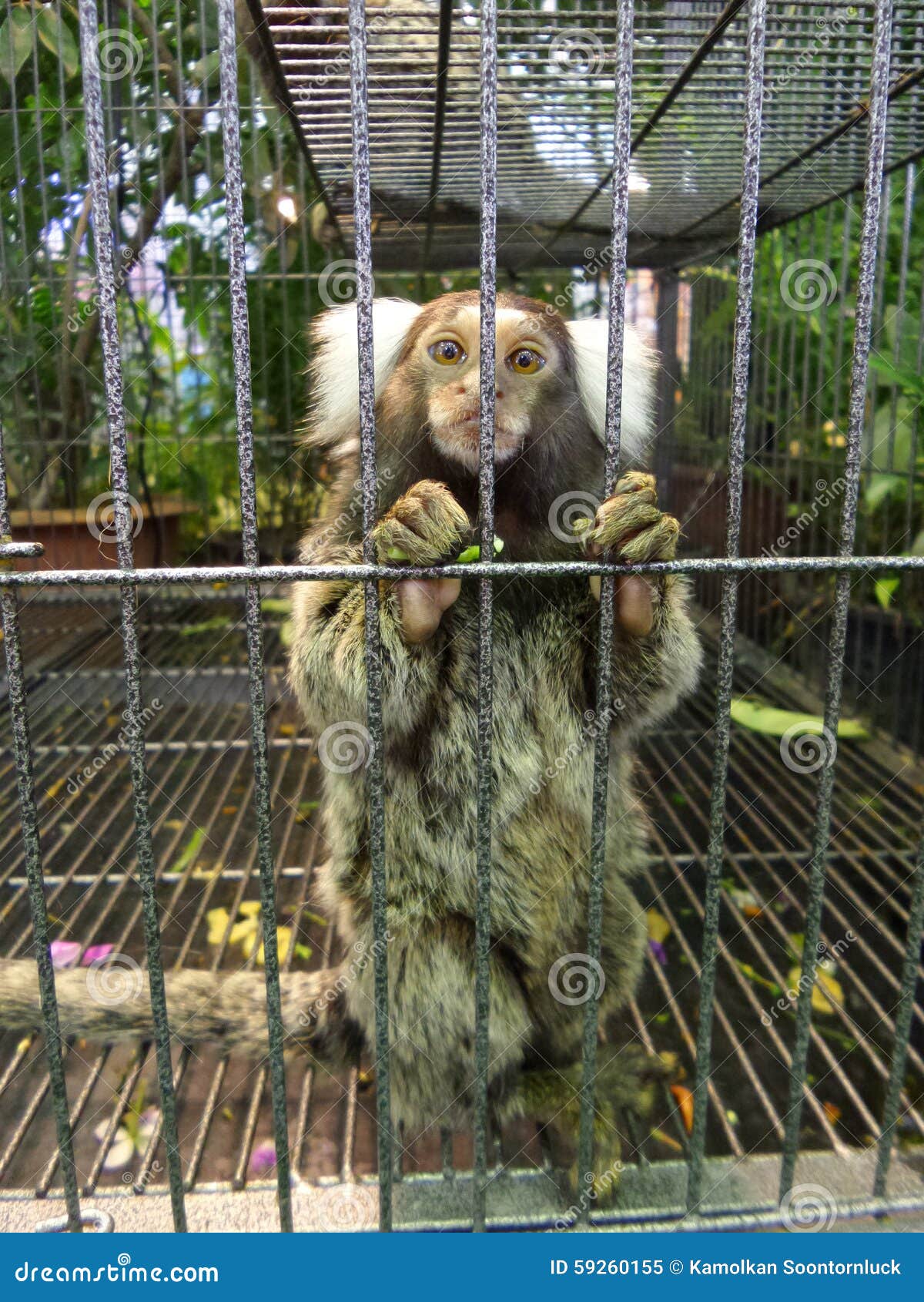 Monkey stock image. Image of imprisoned, monkeys, independence - 59260155