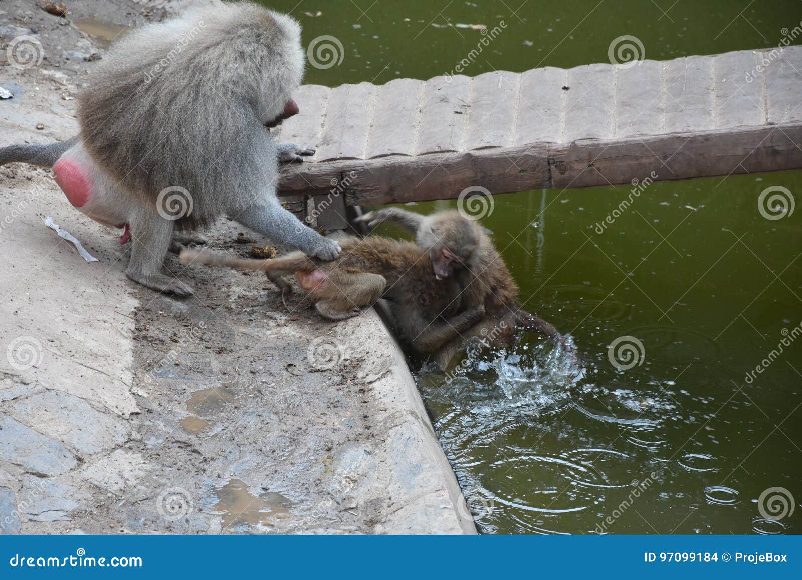 Monkey stock photo. Image of forest, happy, colombia - 97099184