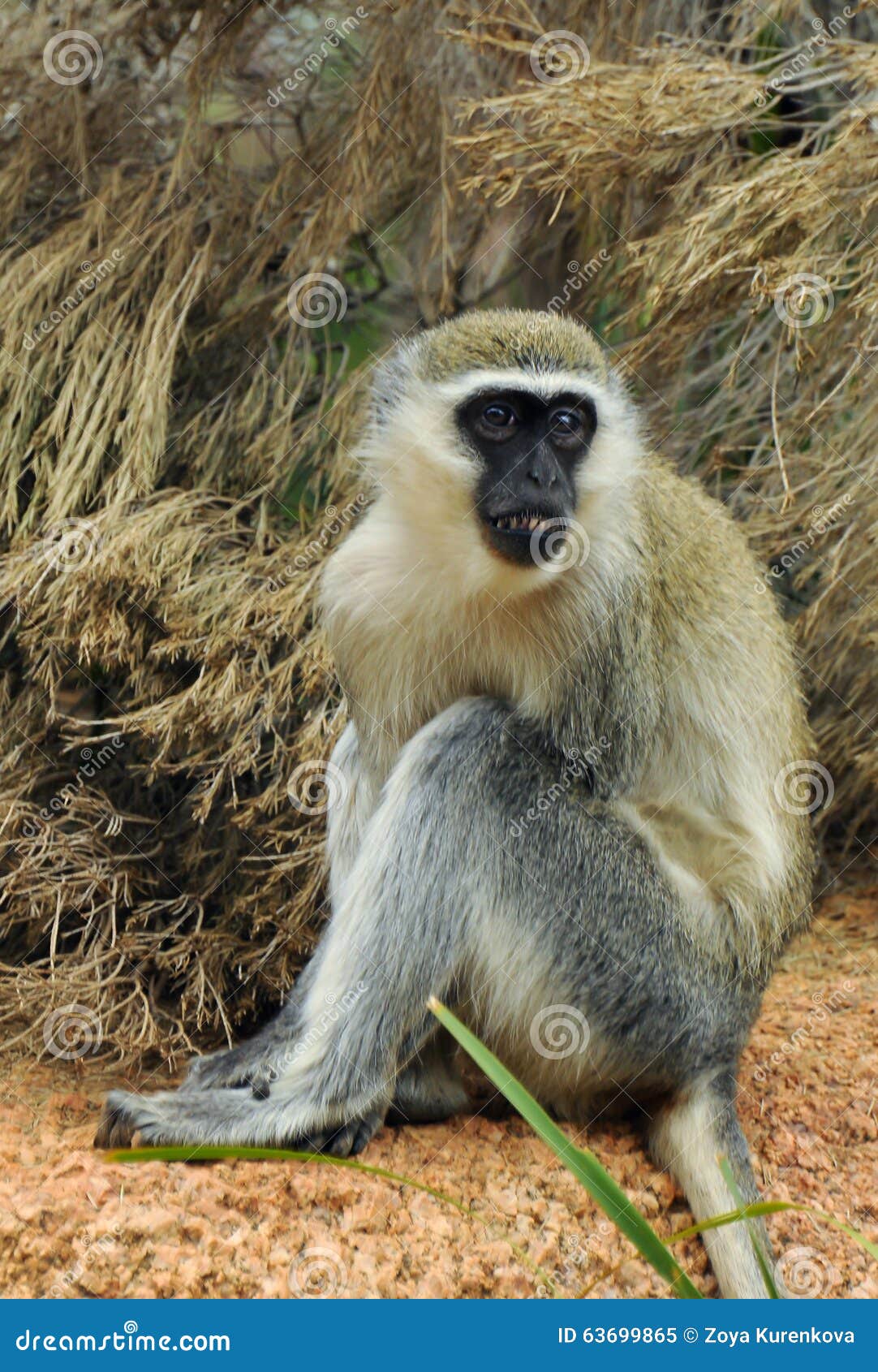 Monkey stock image. Image of playful, making, wild, tree - 63699865