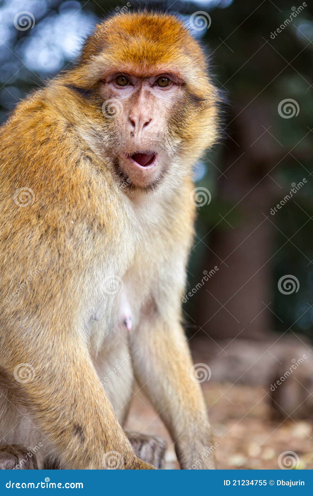 Monkey - Morocco stock image. Image of wild, brown, baboon - 21234755