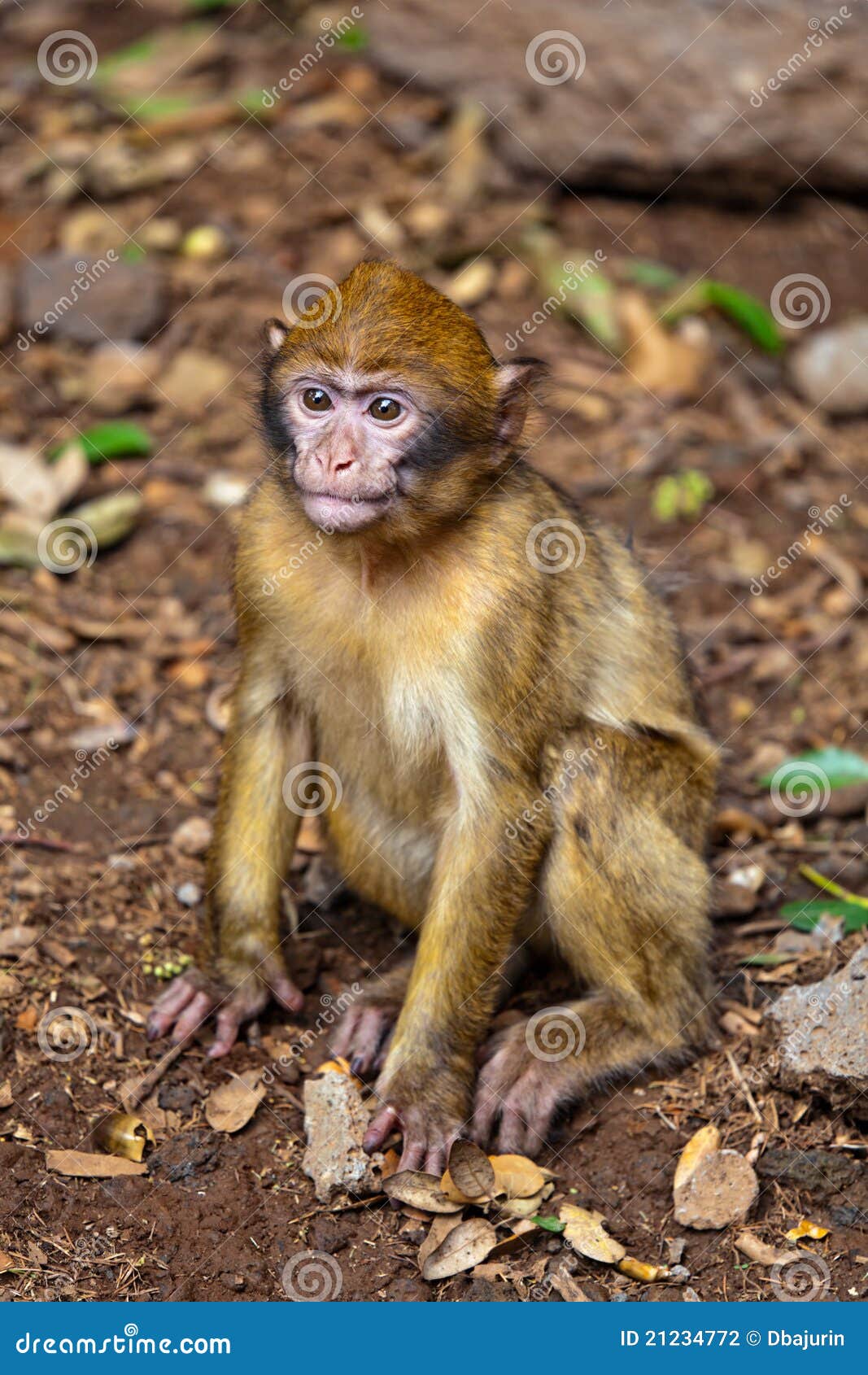 Monkey - Morocco stock photo. Image of small, eyes, nature - 21234772