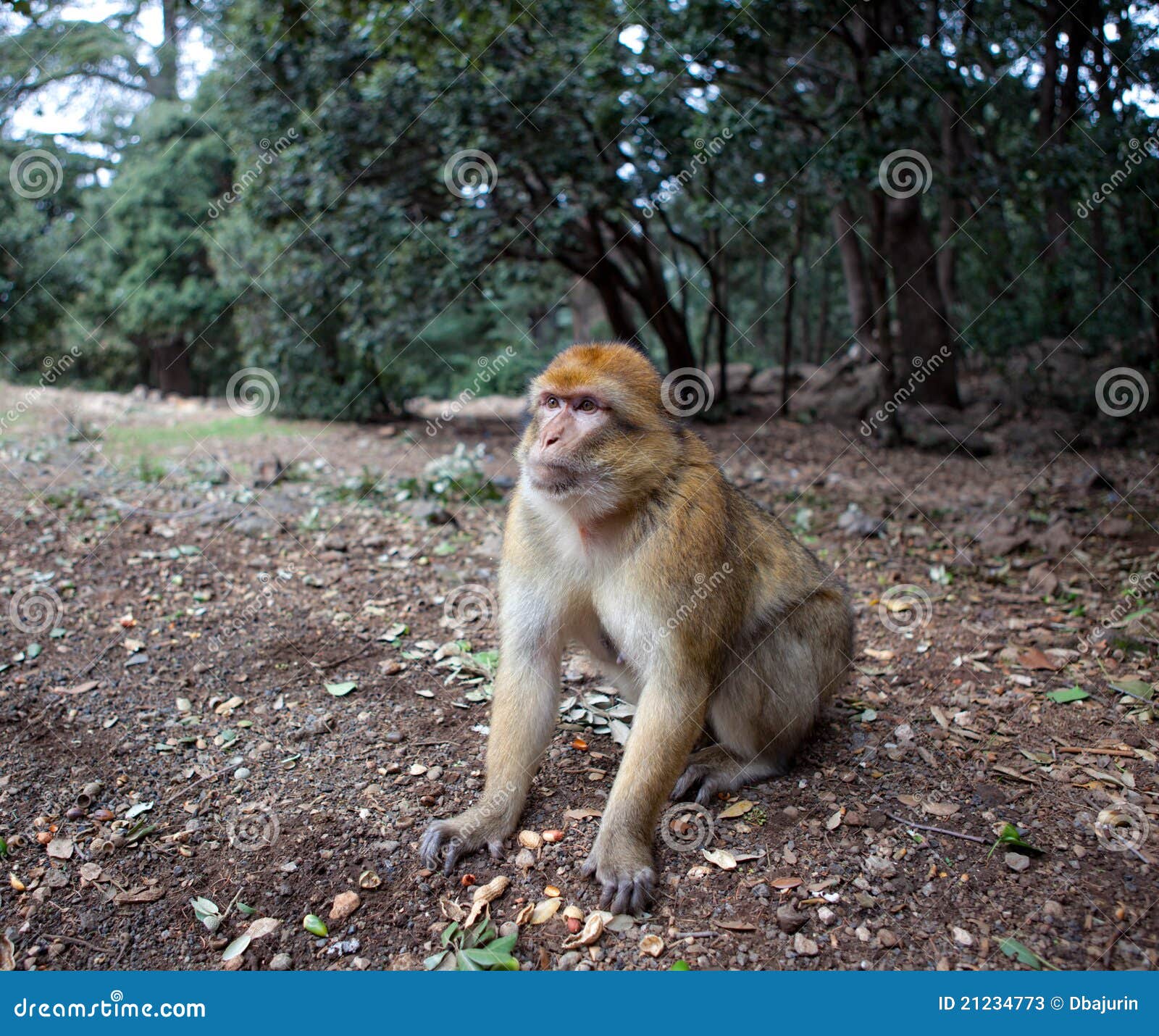 Monkey - Morocco stock image. Image of wild, portrait - 21234773