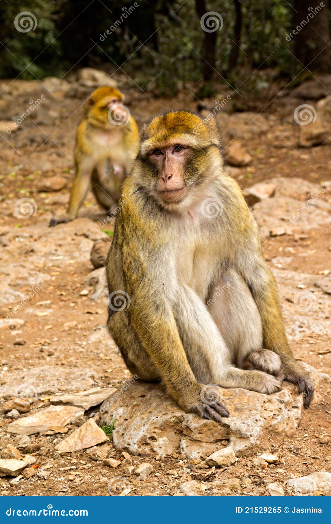 Monkey - Morocco stock image. Image of baboon, chewing - 21529265