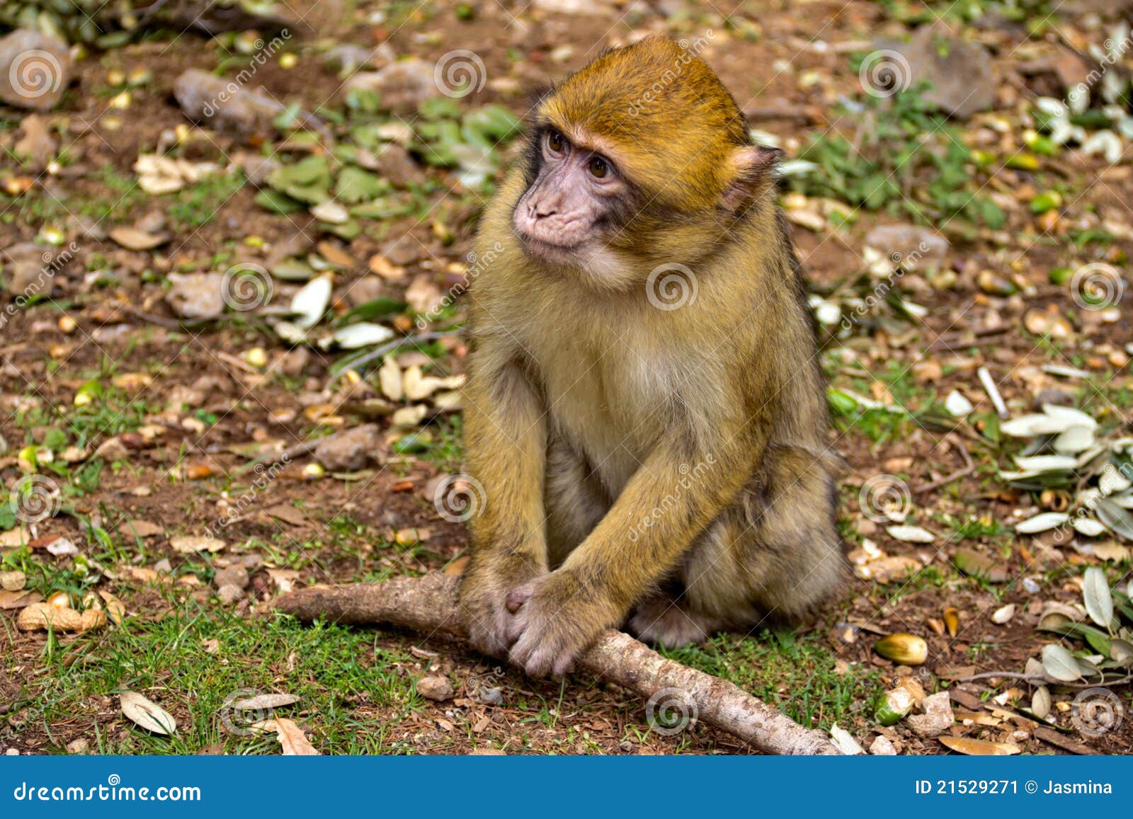 Monkey - Morocco stock image. Image of baboon, morocco - 21529271