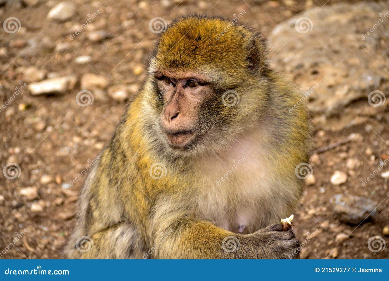 Monkey - Morocco stock image. Image of brown, wildlife - 21529277