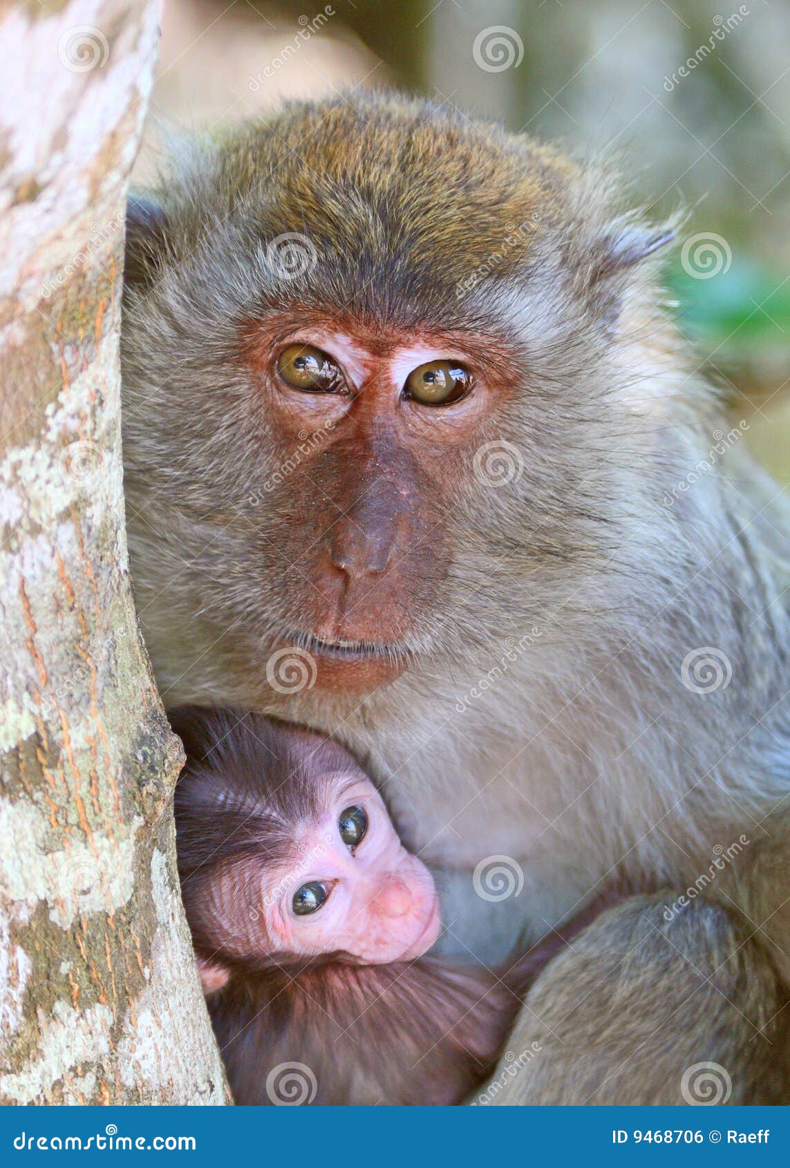 Monkey mother stock photo. Image of rainforest, animal - 9468706