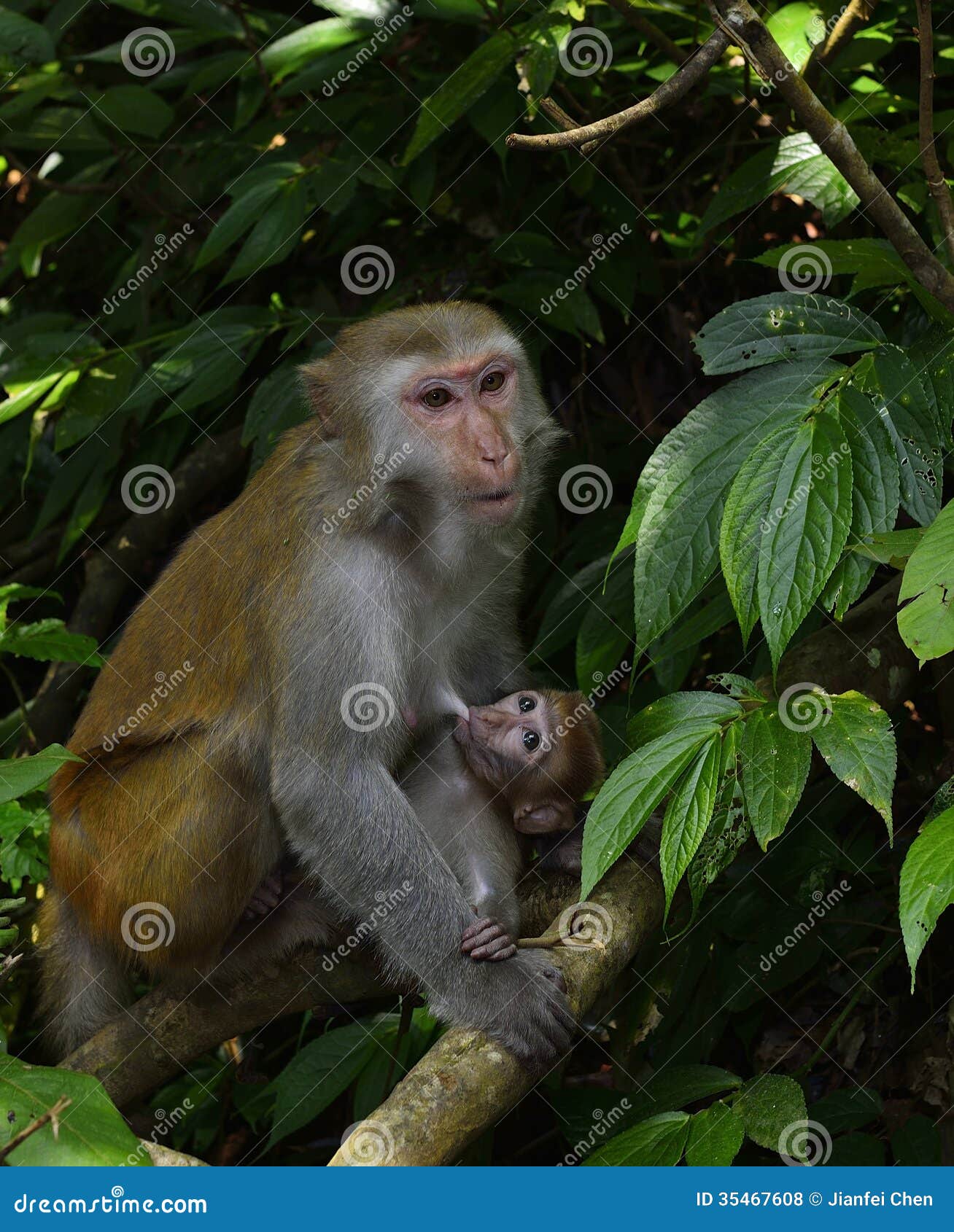 The monkey mother and baby stock photo. Image of wildlife - 35467608