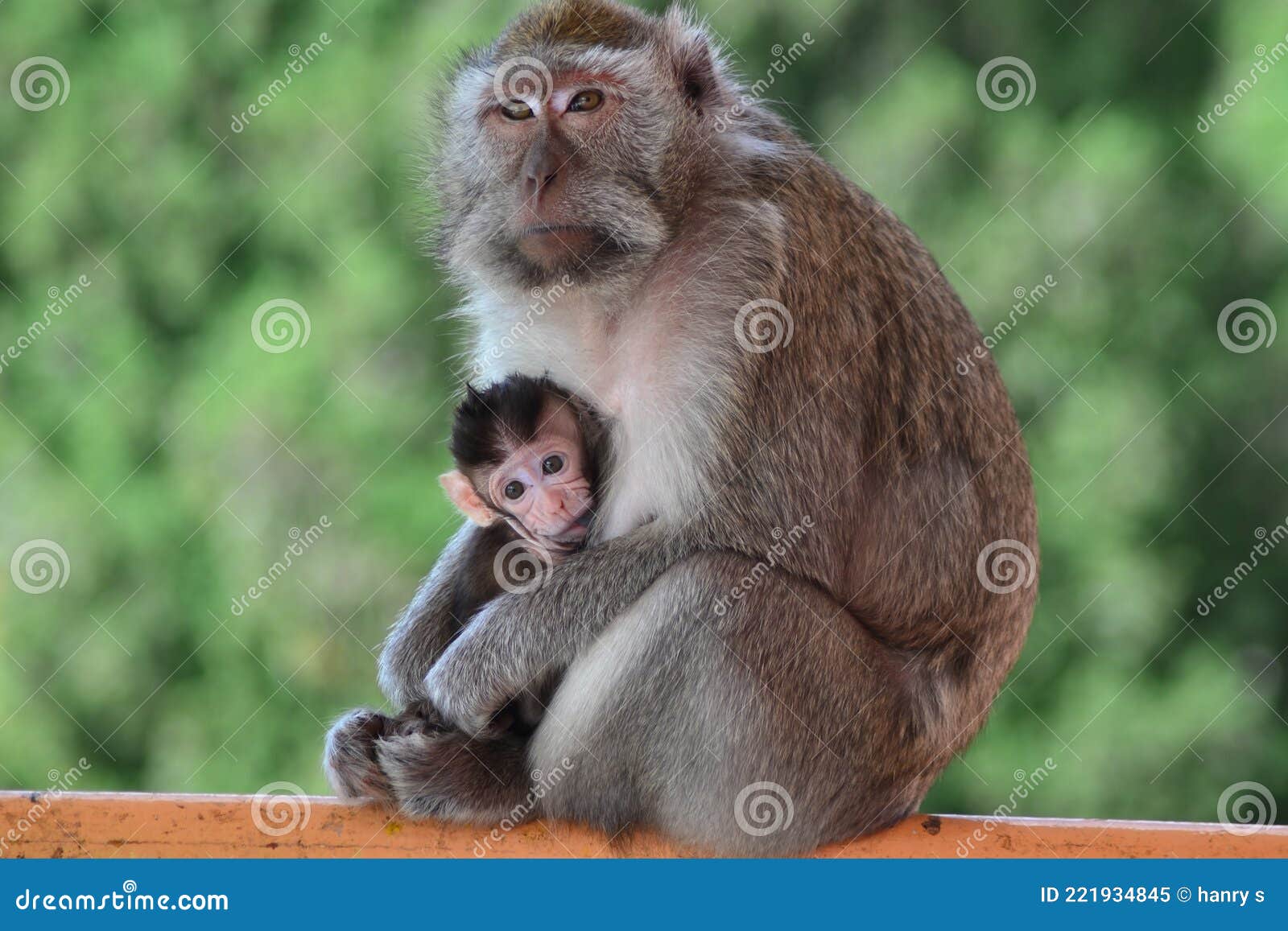 Monkey mother and baby stock image. Image of mother - 221934845