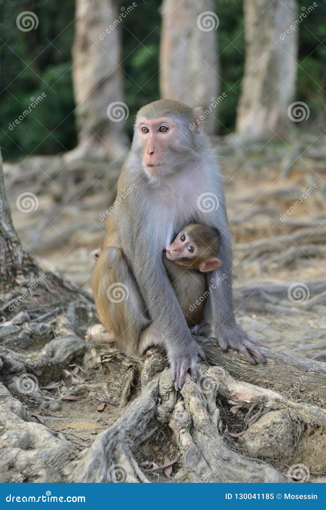 Monkey mother and baby stock image. Image of fence, island - 130041185