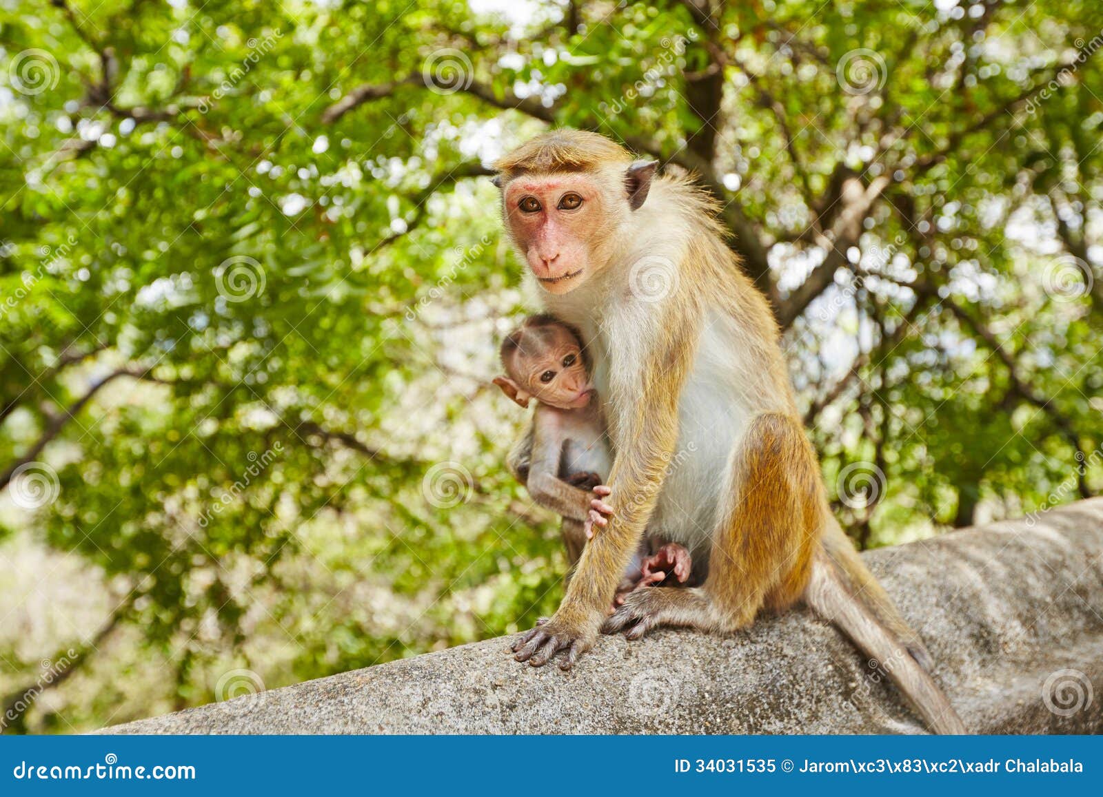 Monkey mother with baby stock image. Image of macaque - 34031535