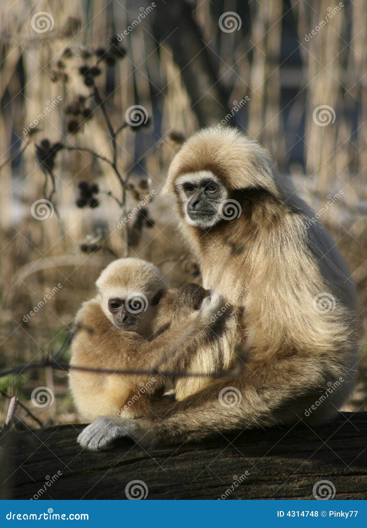 Monkey Mother with child stock photo. Image of primates - 4314748