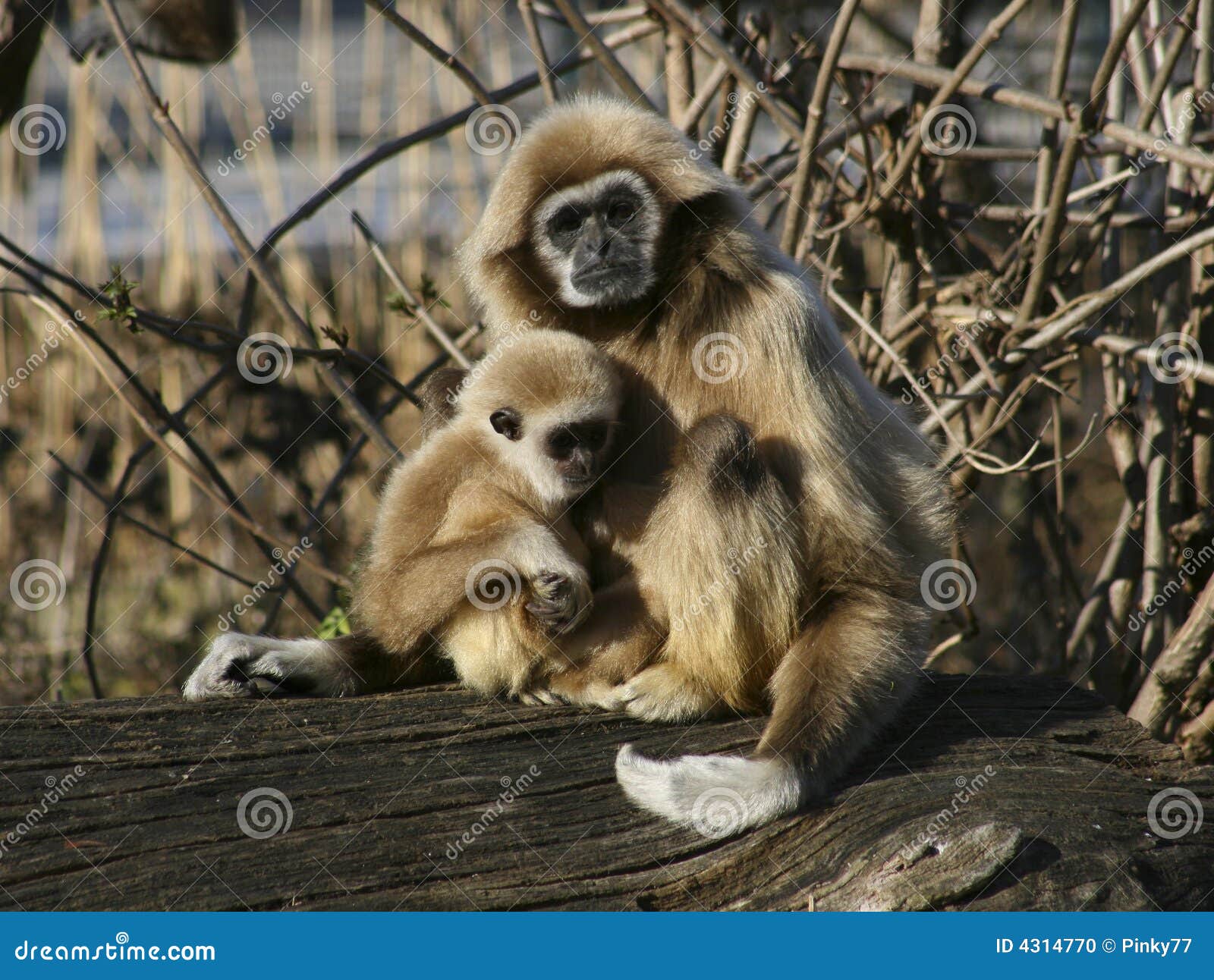 Monkey Mother with child stock photo. Image of monkey - 4314770