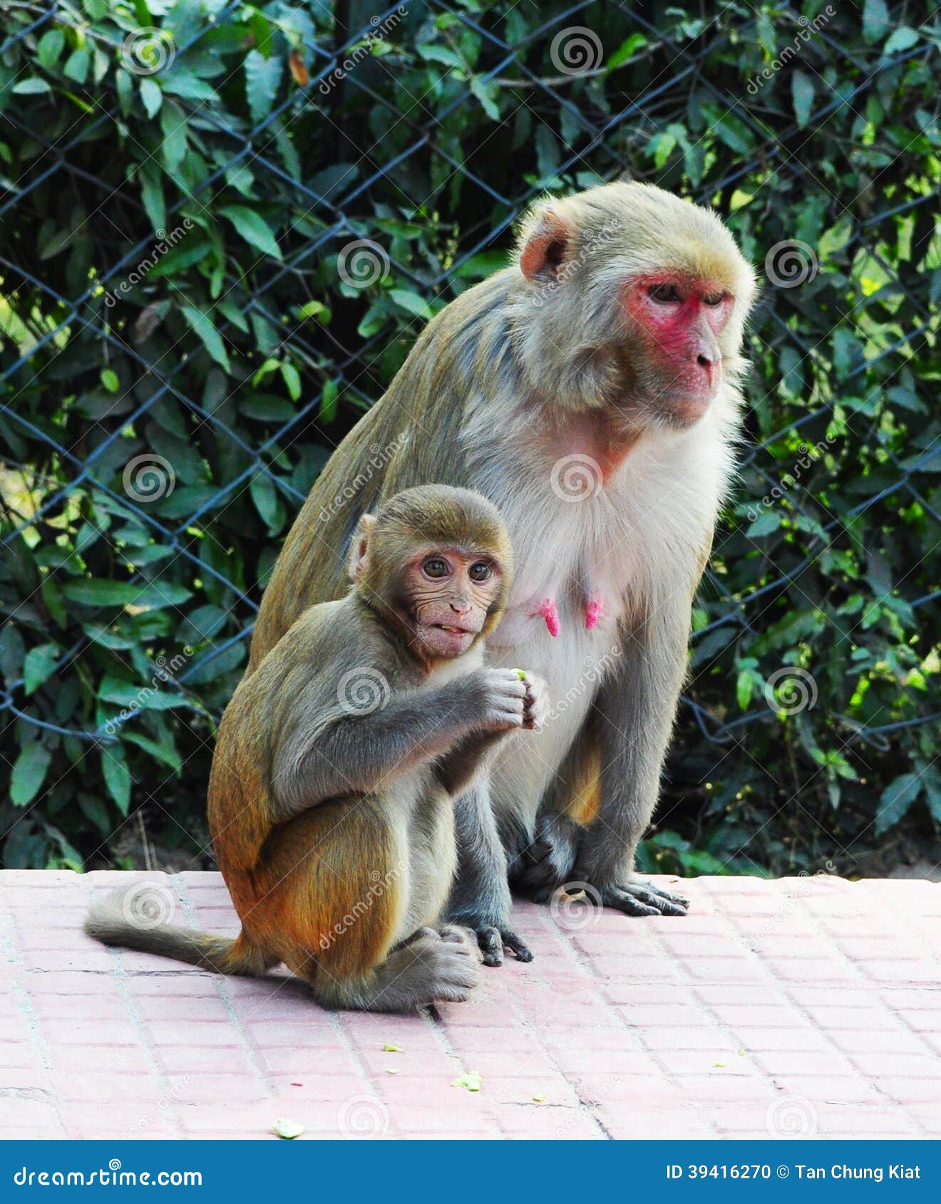 Monkey mother and child stock photo. Image of animal - 39416270