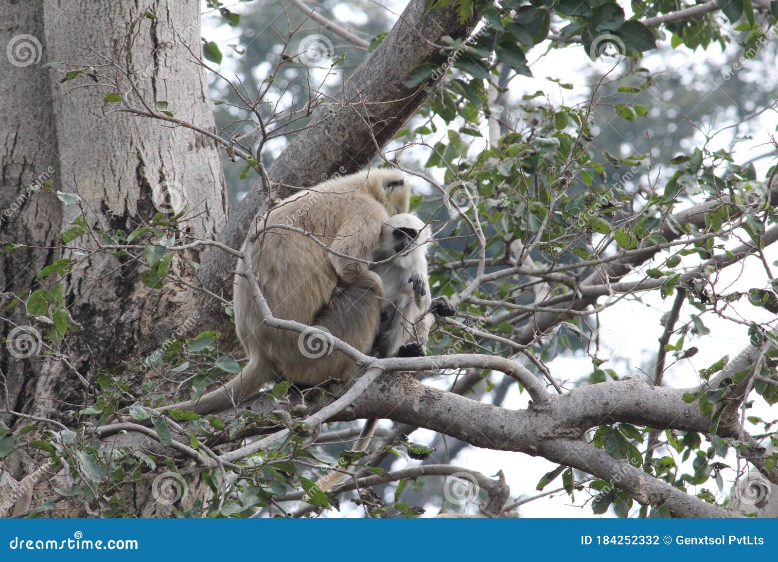 Monkey Mother and Child. Protect from Beast Stock Photo - Image of ...