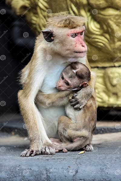 Monkey mother with child stock image. Image of temple - 65925365