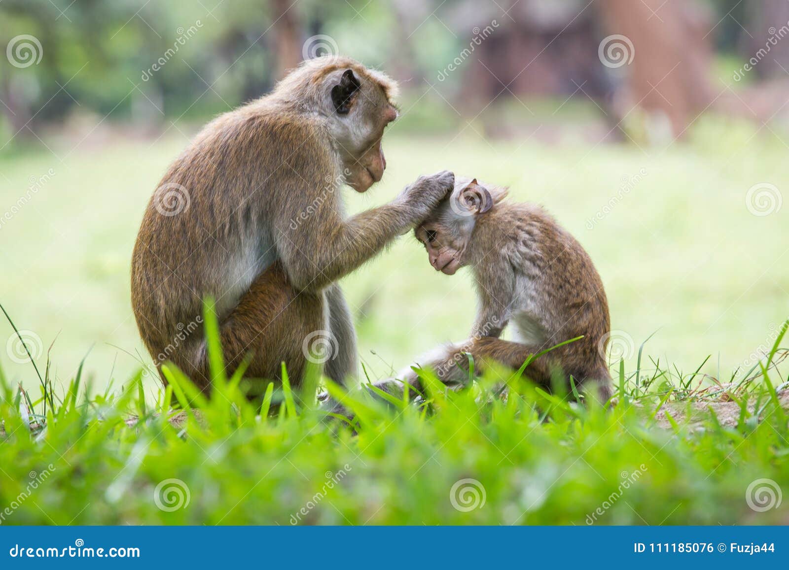Monkey mother and her baby stock photo. Image of ground - 111185076