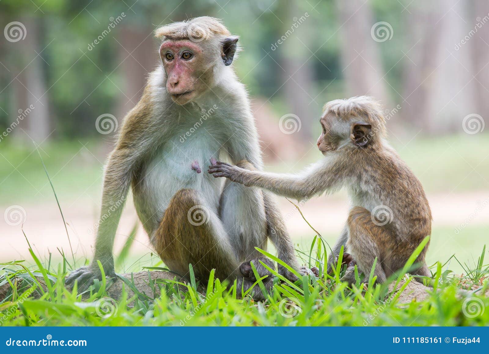 Monkey mother and her baby stock image. Image of grass - 111185161