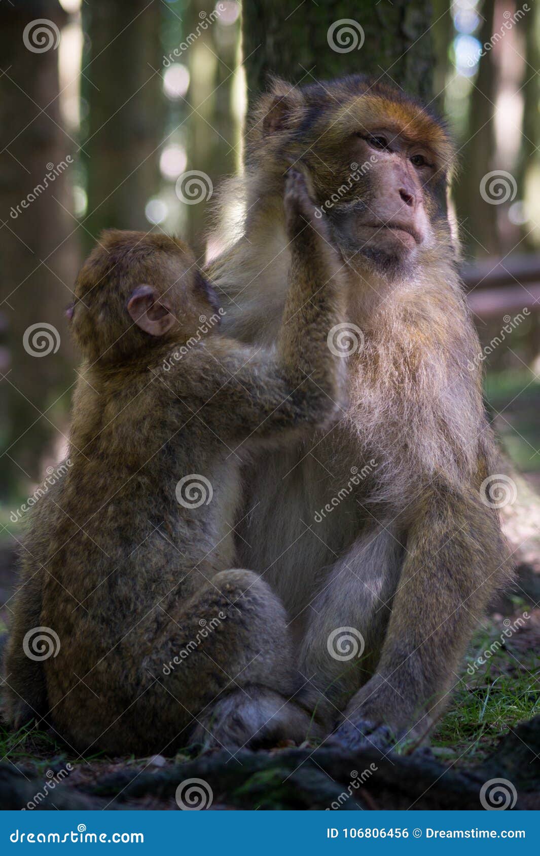 Monkey Mother with Its Child Stock Photo - Image of portrait, tree ...