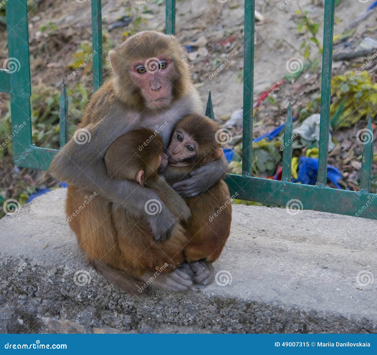 Monkey - Mother of Many Children Stock Image - Image of small, eating ...