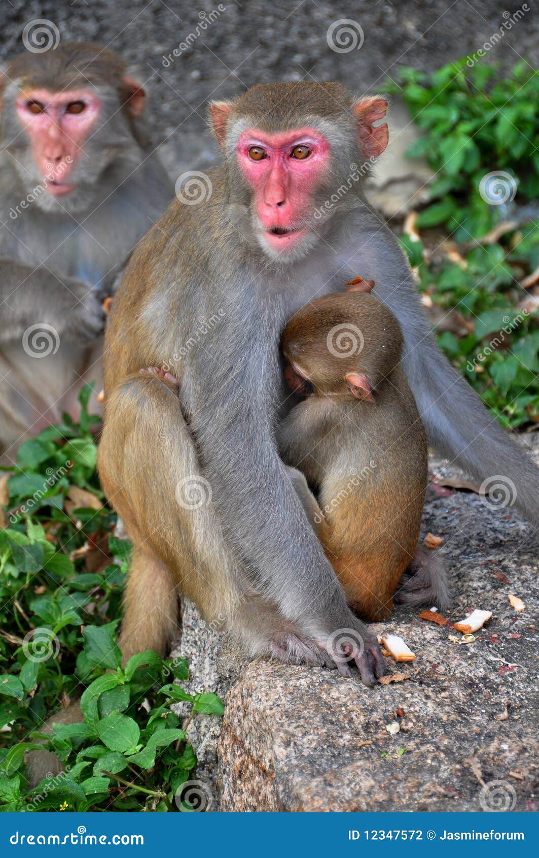 Monkey Mother Protect Baby Monkey Stock Photo - Image of kong, looking ...